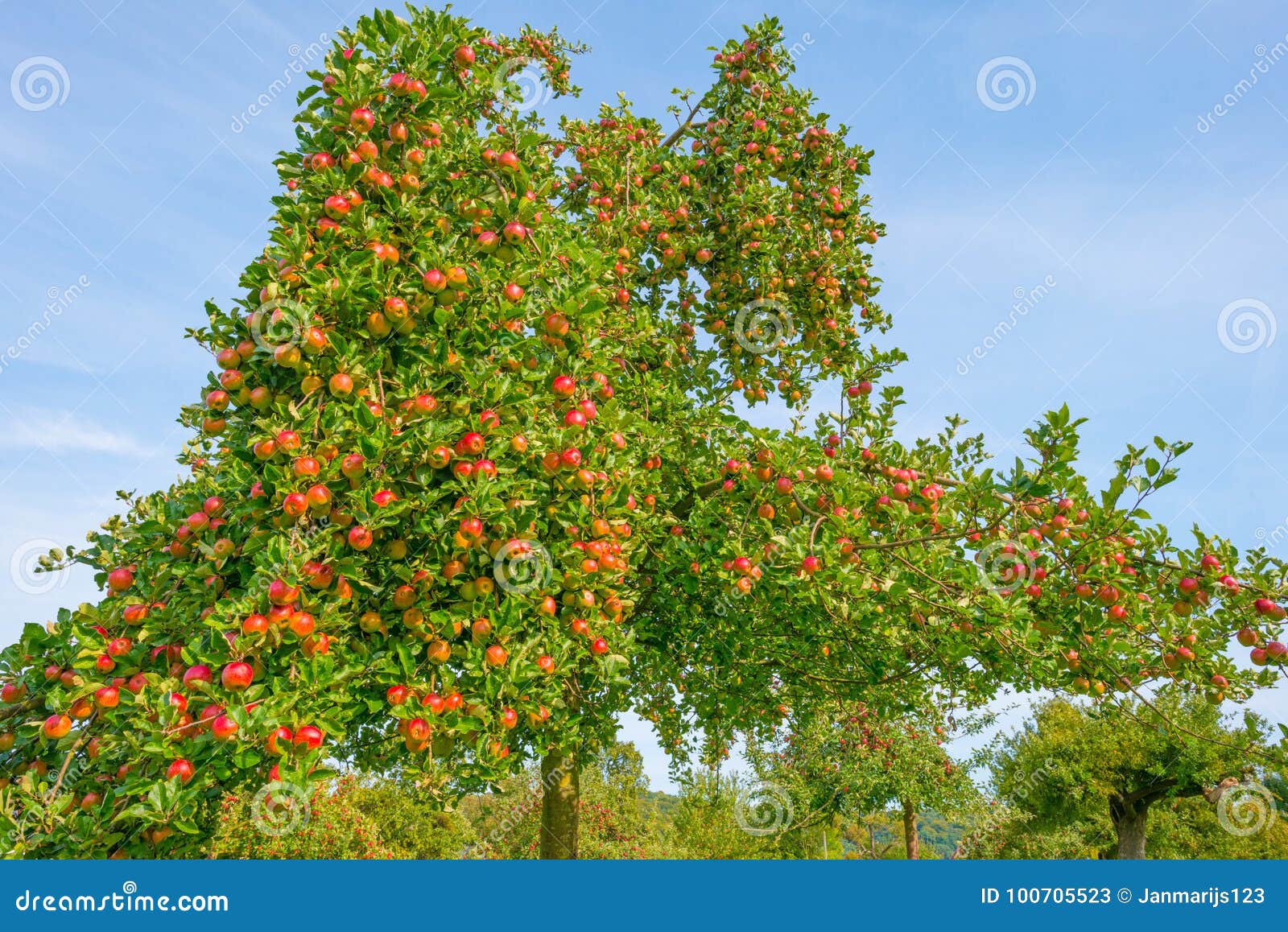 Fruit Trees in an Orchard in Sunlight in Autumn Stock Image - Image of ...