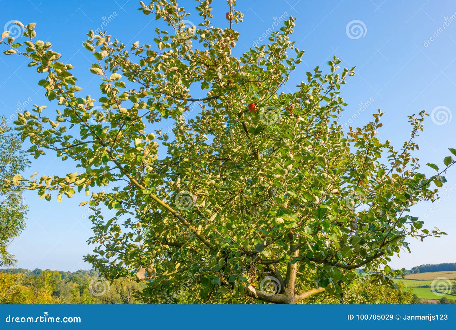 Fruit Trees in an Orchard in Sunlight in Autumn Stock Image - Image of ...