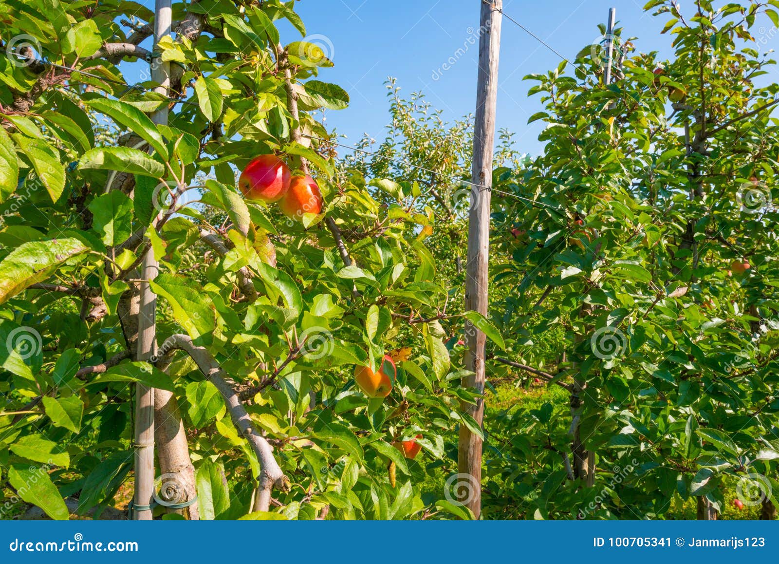Fruit Trees in an Orchard in Sunlight in Autumn Stock Image - Image of ...
