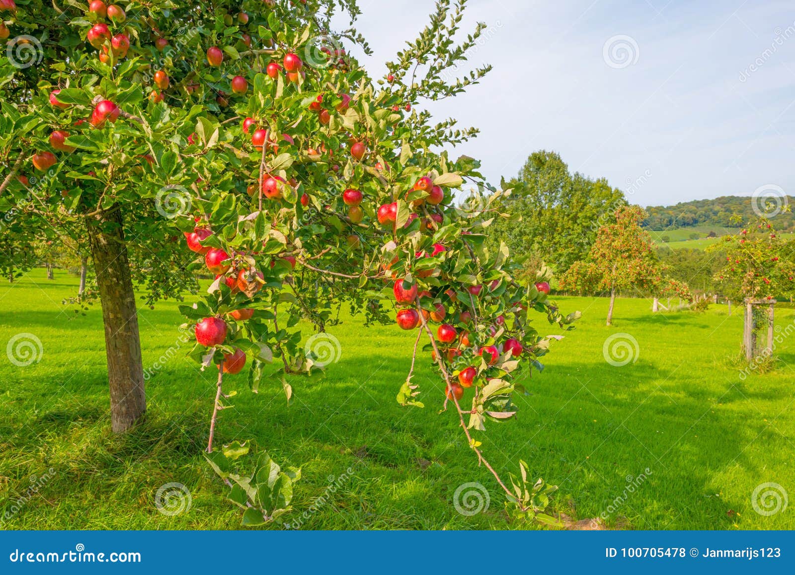 Fruit Trees in an Orchard in Sunlight in Autumn Stock Photo - Image of ...