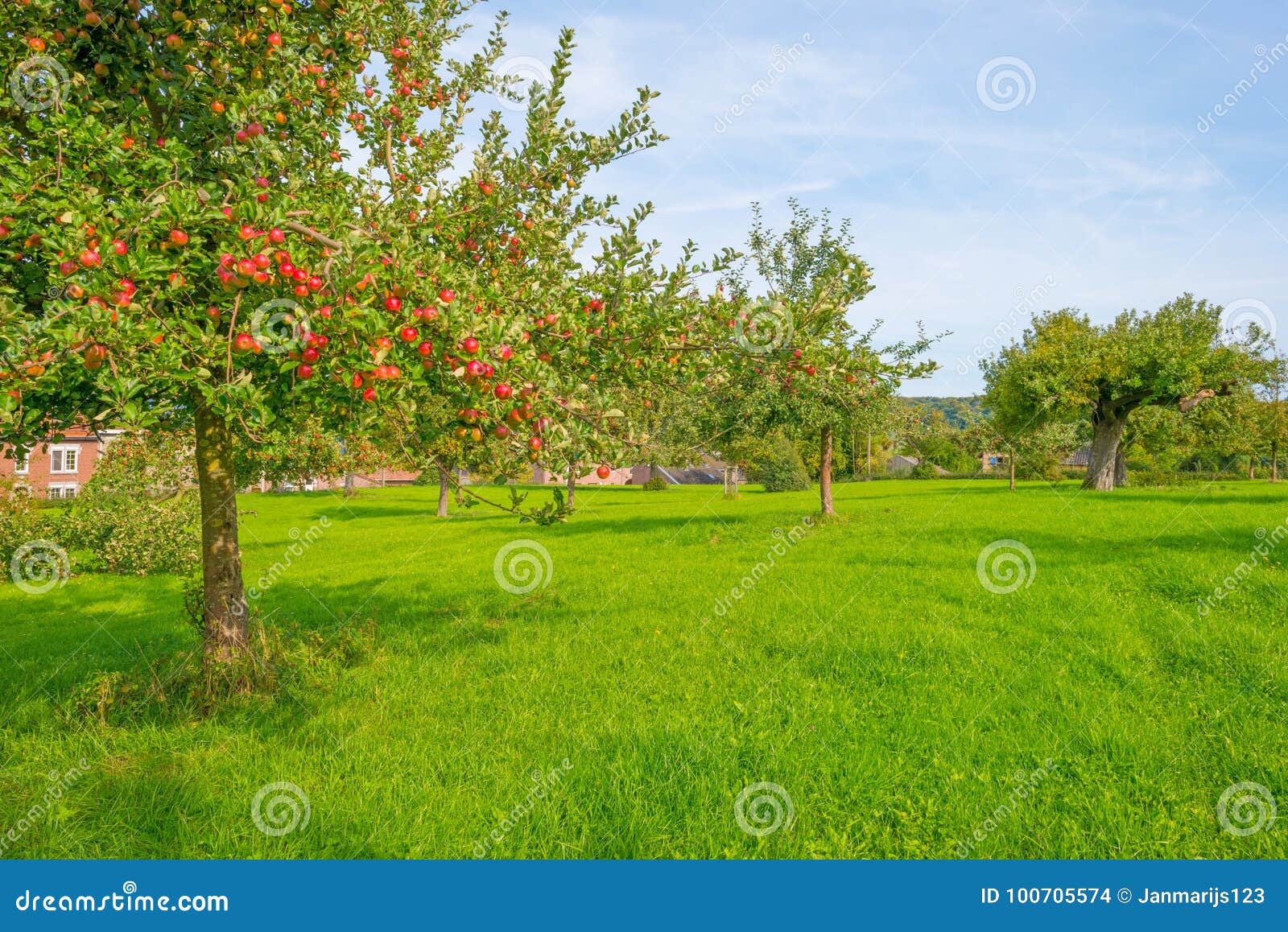 Fruit Trees in an Orchard in Sunlight in Autumn Stock Photo - Image of ...