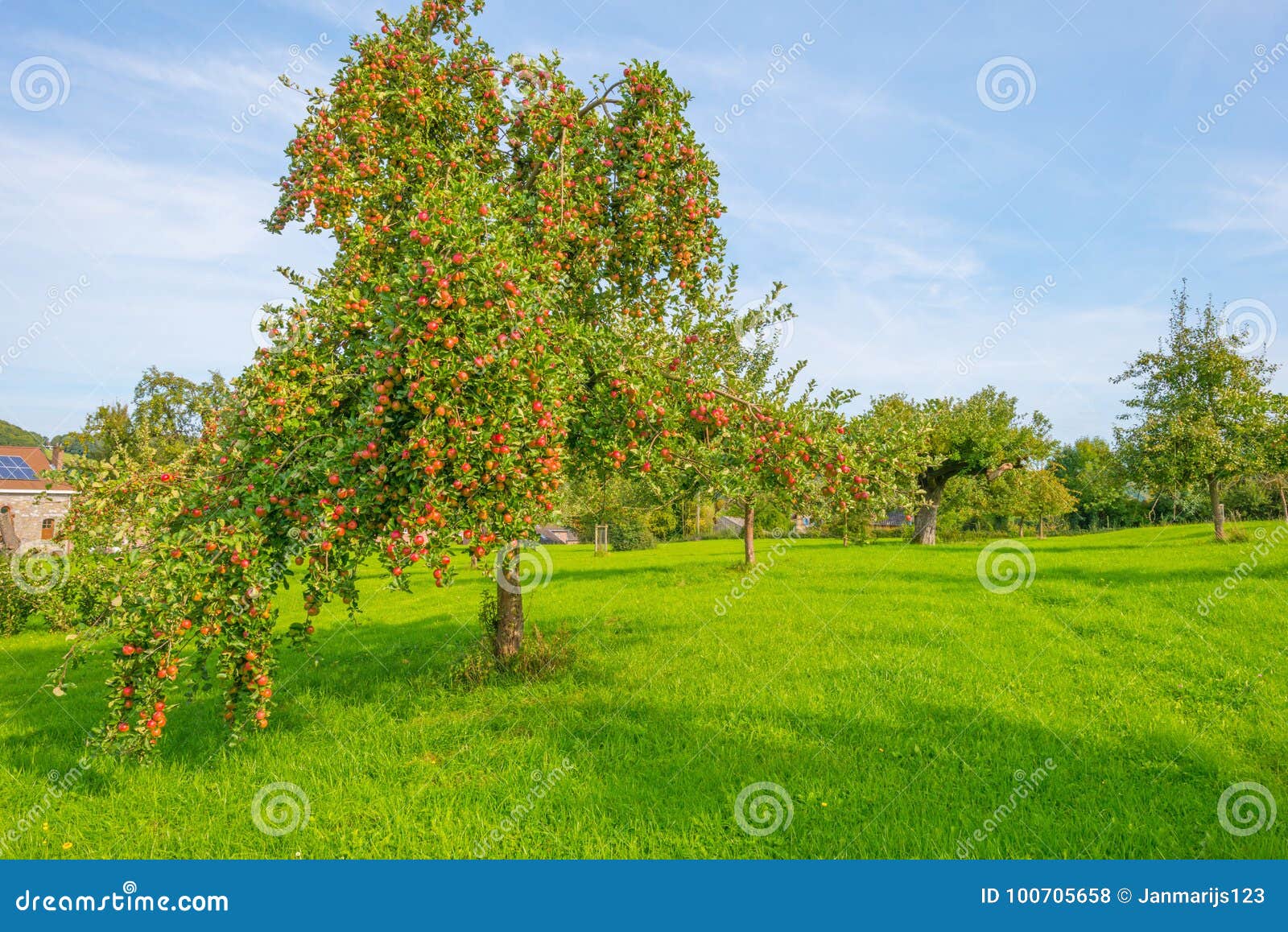 Fruit Trees in an Orchard in Sunlight in Autumn Stock Photo - Image of ...