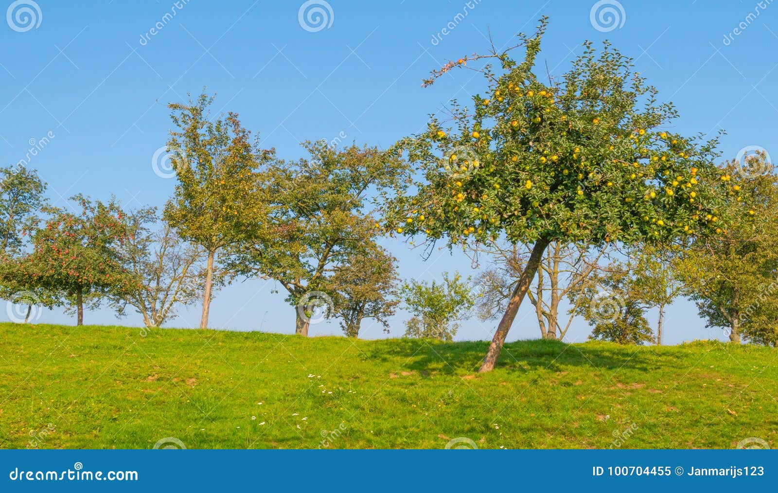 Fruit Trees in an Orchard in Sunlight in Autumn Stock Image - Image of ...