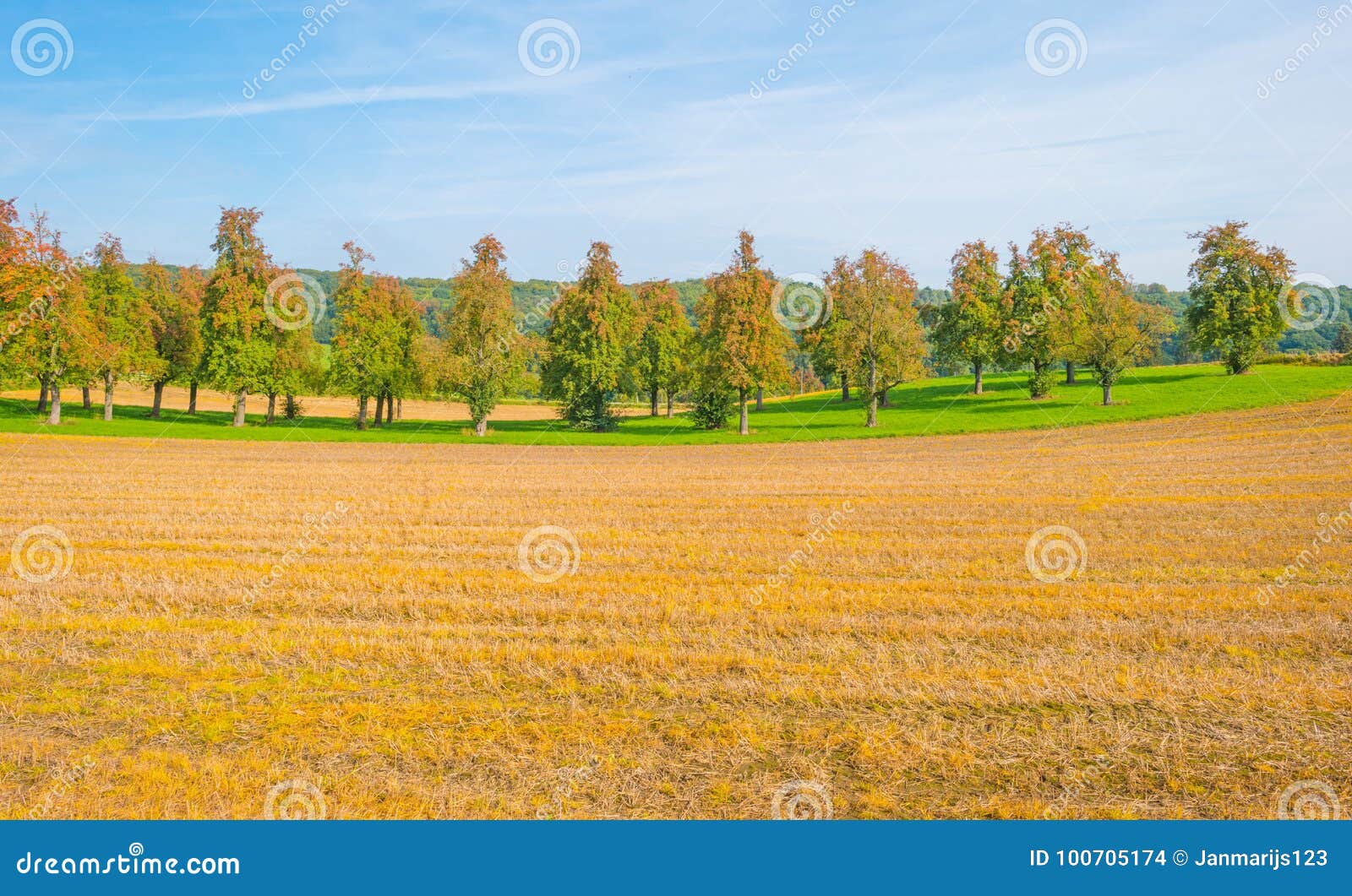 Fruit Trees in an Orchard in Sunlight in Autumn Stock Photo - Image of ...