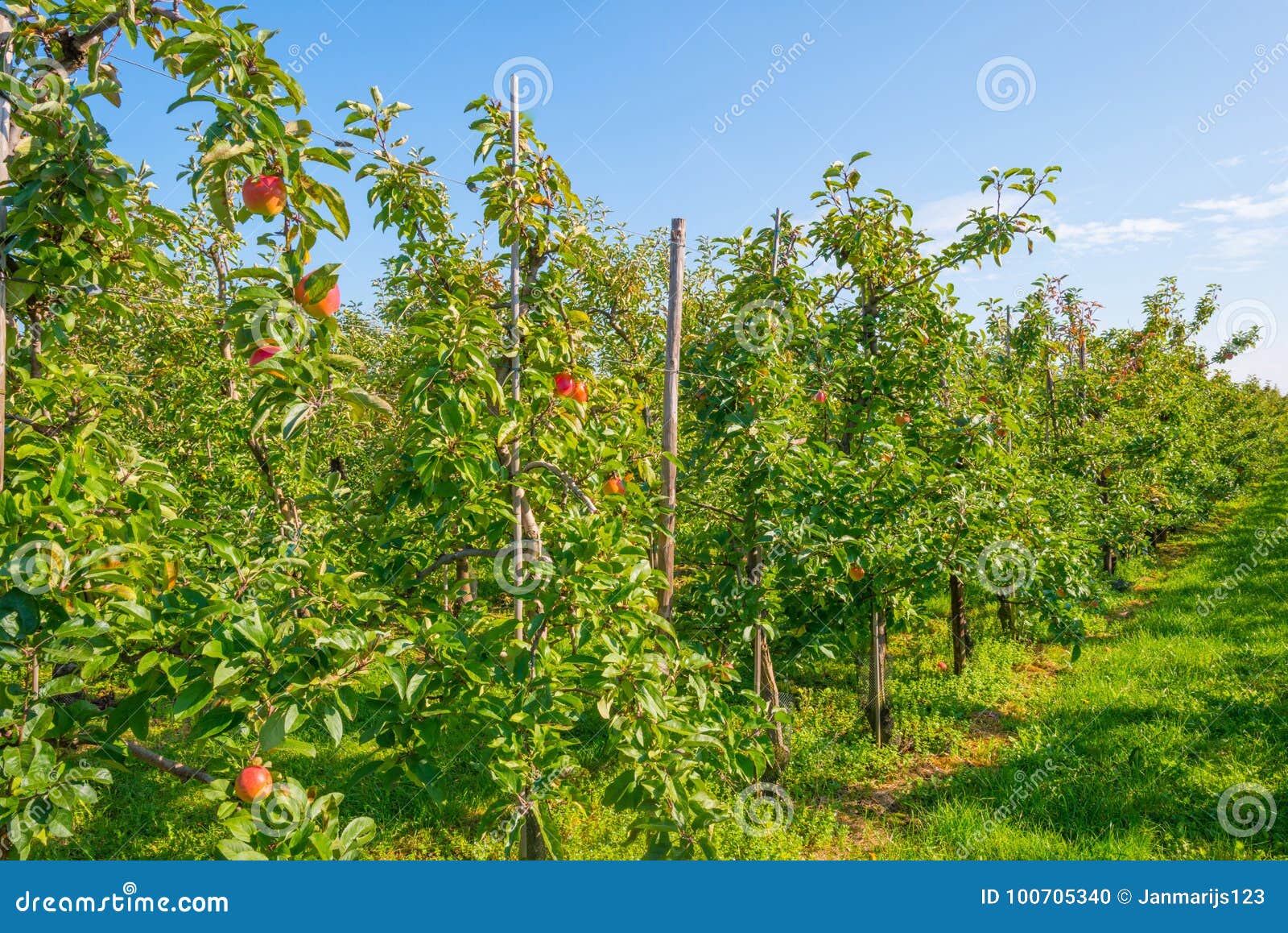 Fruit Trees in an Orchard in Sunlight in Autumn Stock Photo - Image of ...