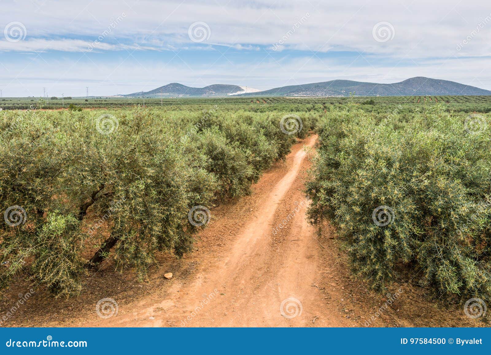 Fruit trees plantation stock photo. Image of trees, outdoor - 97584500
