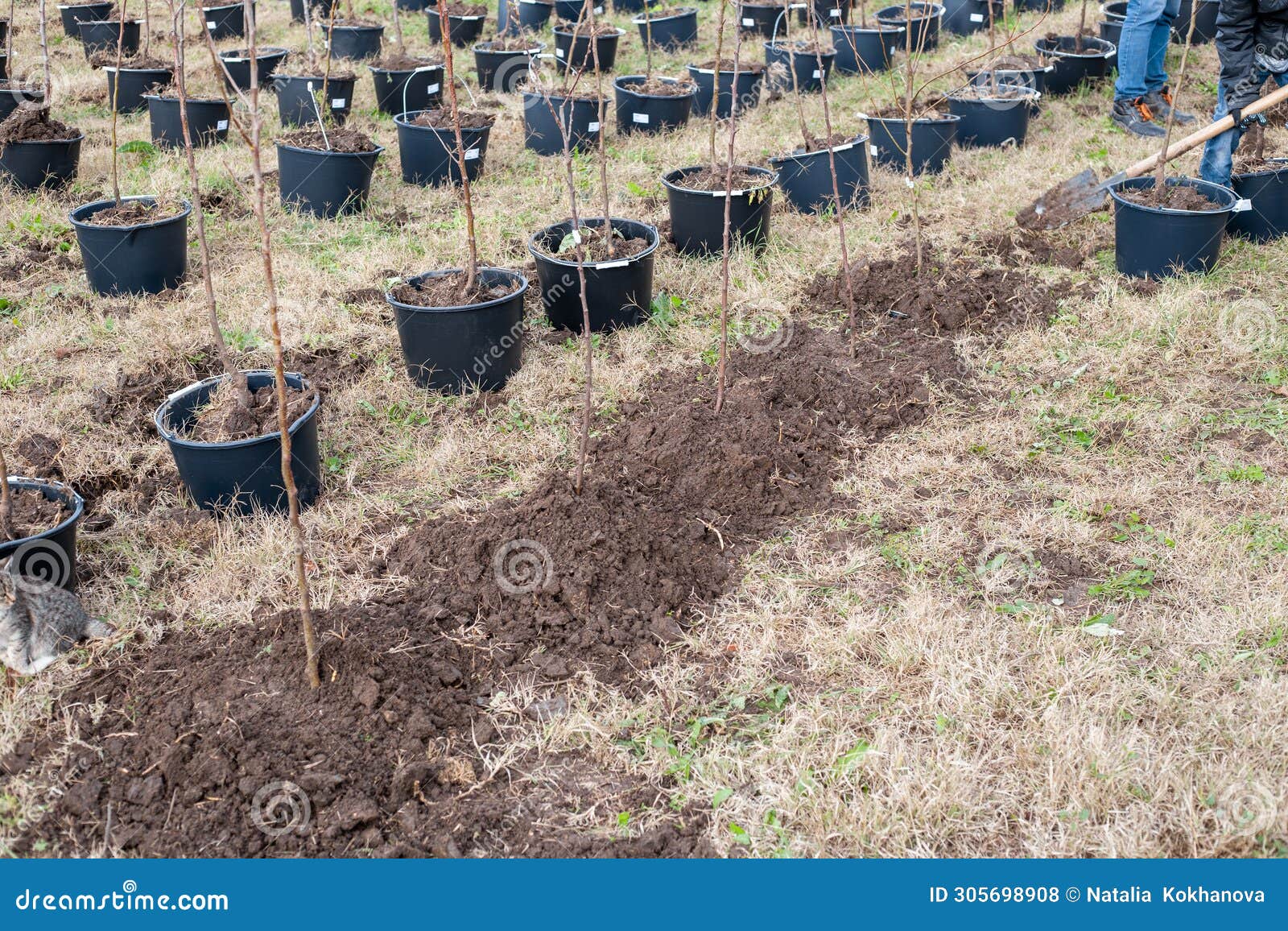 Fruit Trees Planted in Containers on a Garden Plot in Autumn. Planting ...