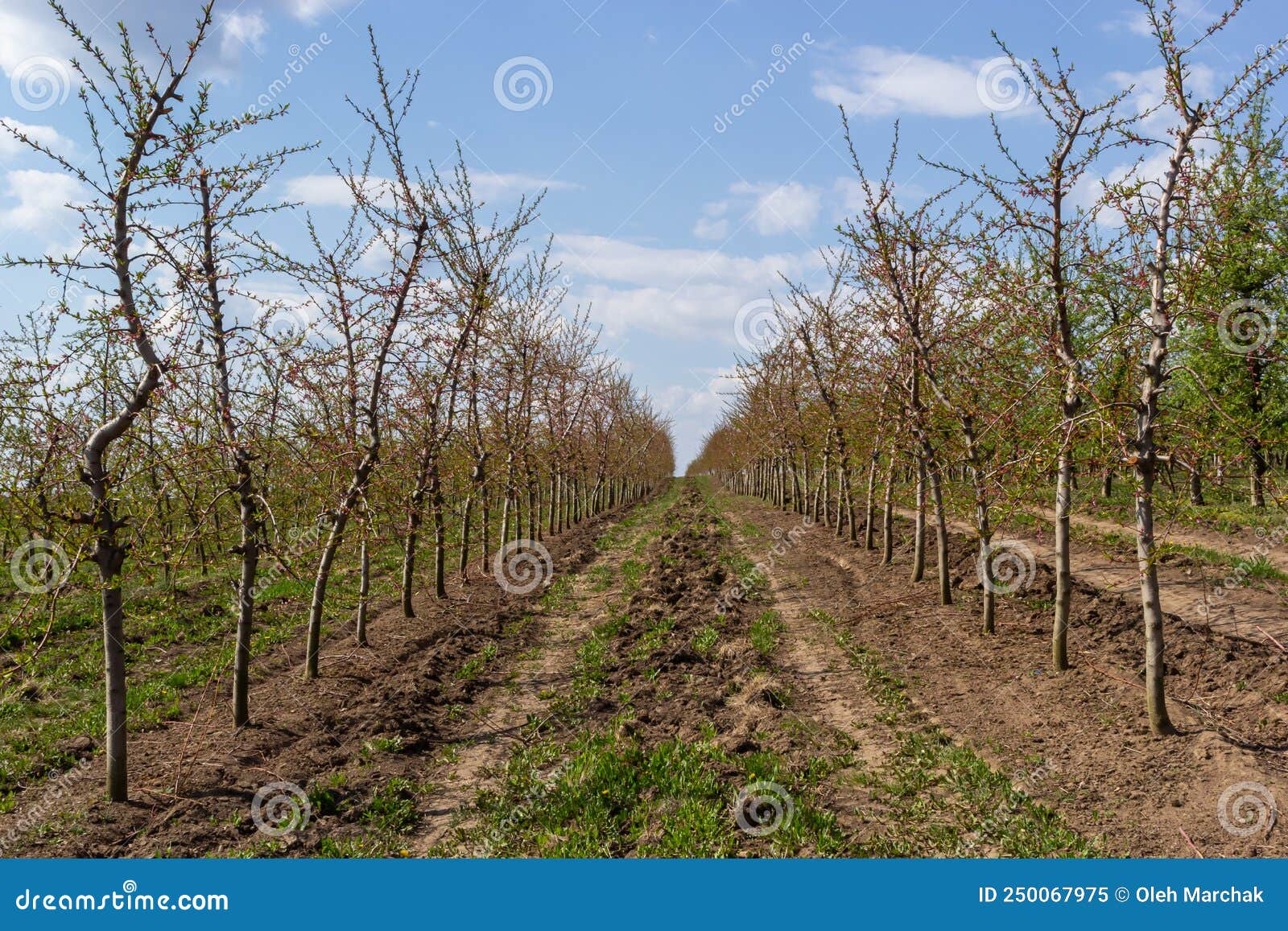 Fruit Trees Planted in a Row on the Farm. Early Spring Agricultural ...