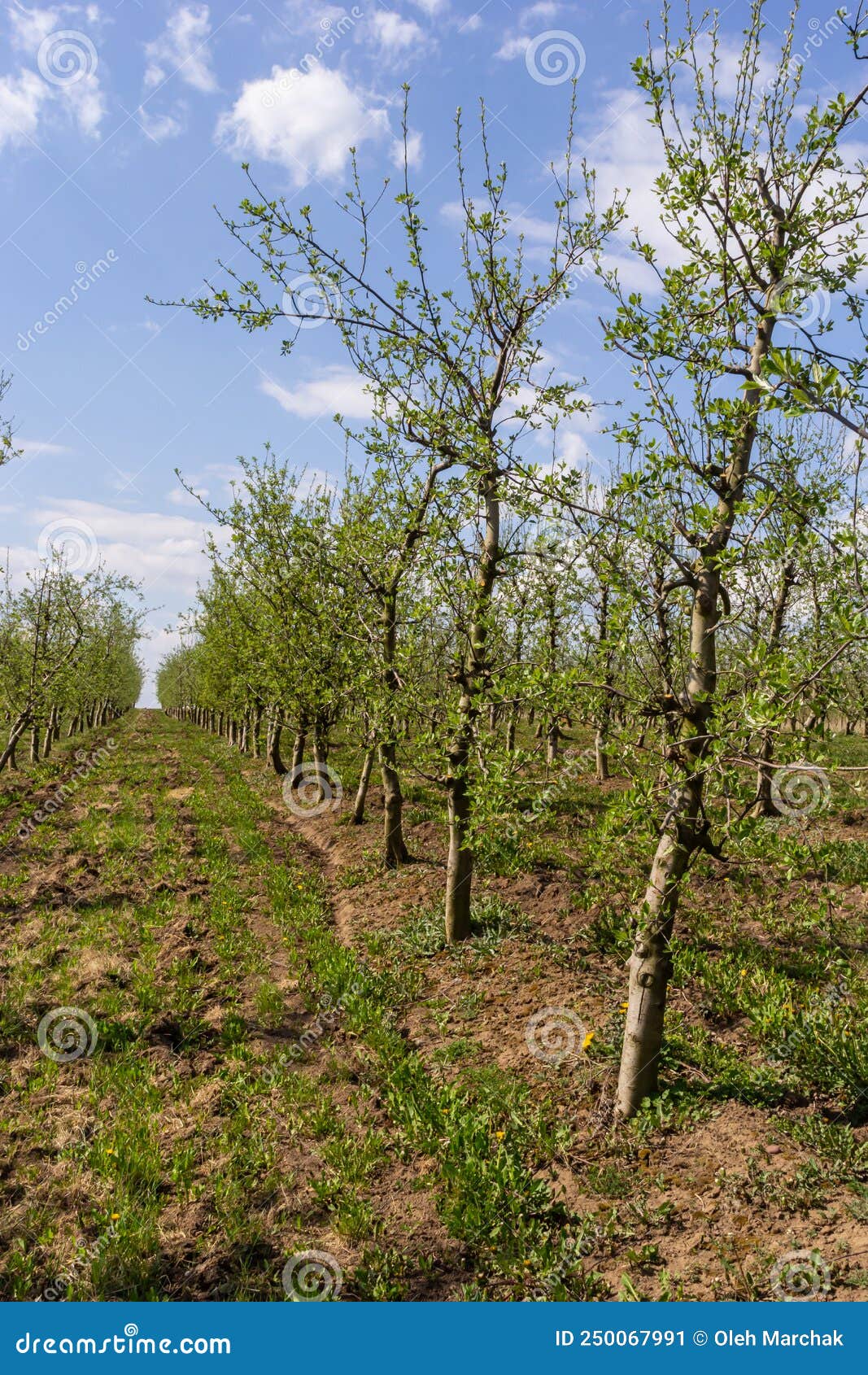 Fruit Trees Planted in a Row on the Farm. Early Spring Agricultural ...