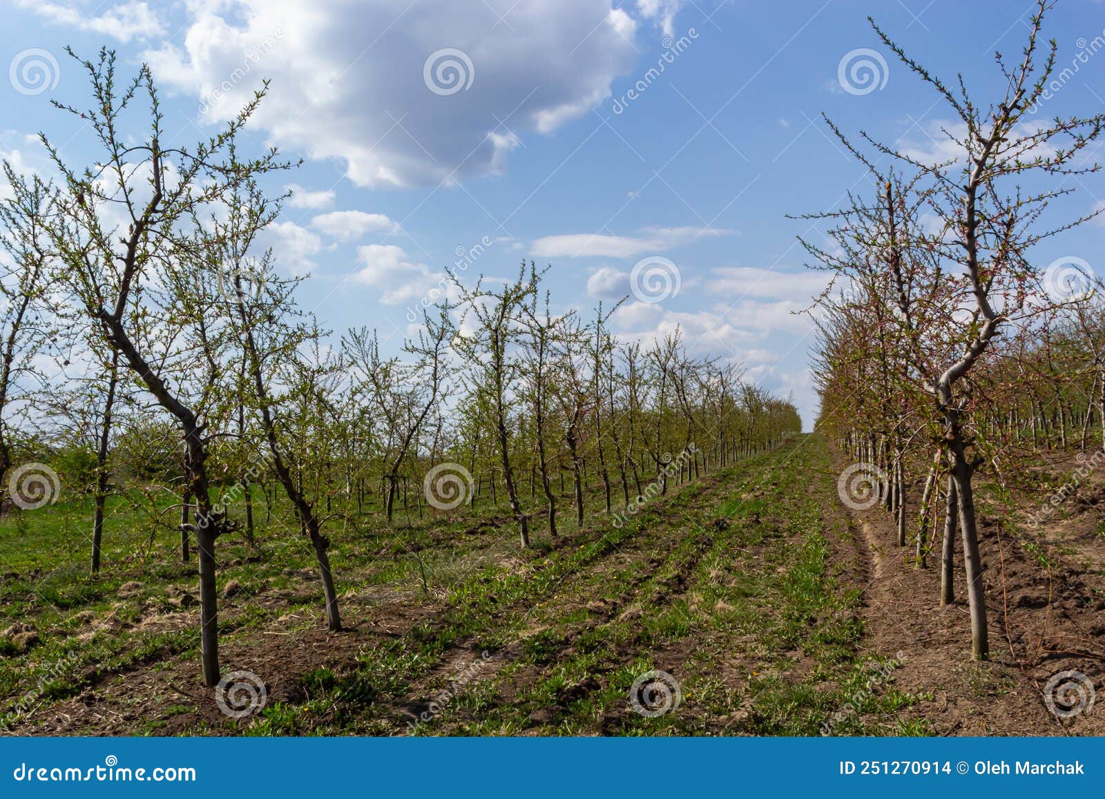 Fruit Trees Planted in a Row on the Farm. Early Spring Agricultural ...