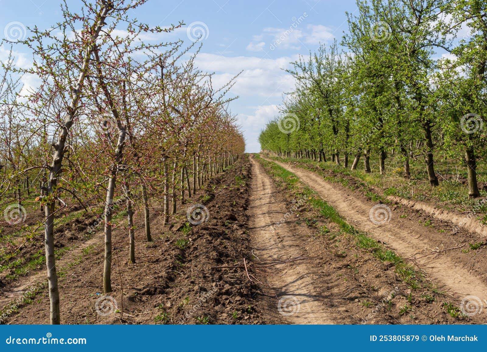 Fruit Trees Planted in a Row on the Farm. Early Spring Agricultural ...