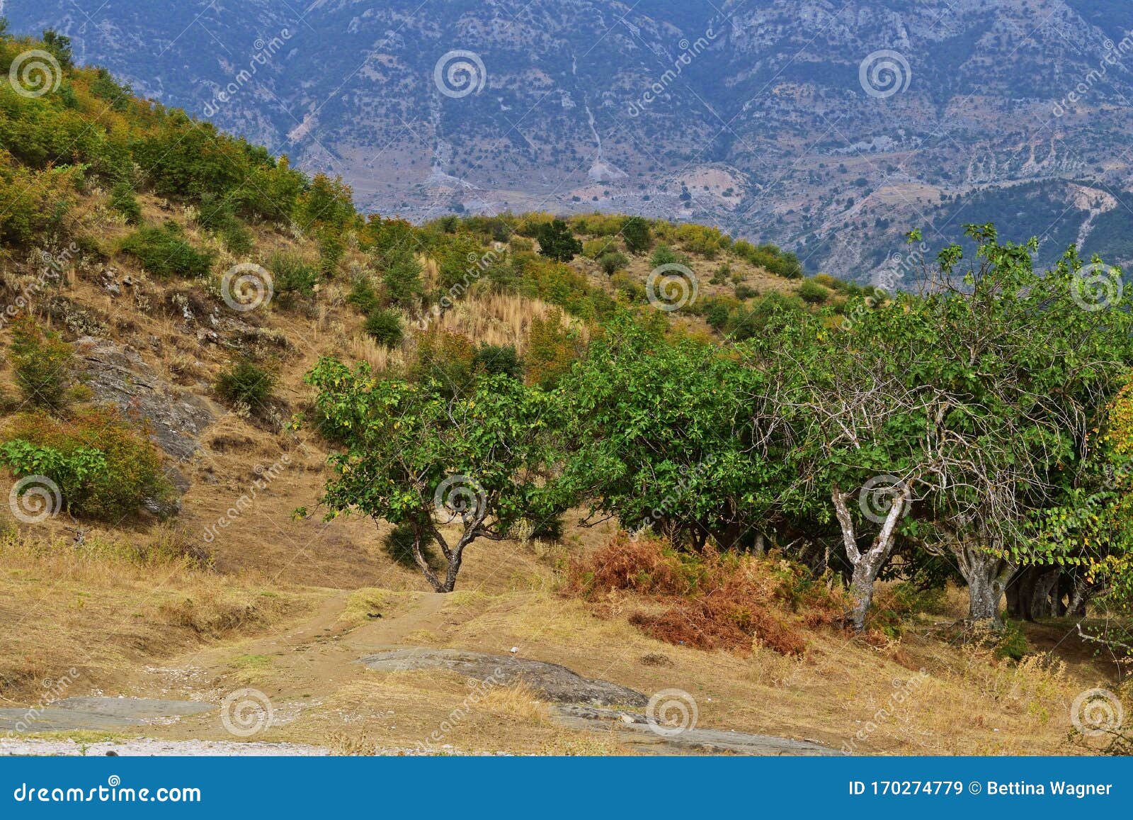 Fruit Trees in Rural Albania Stock Image - Image of colorful ...