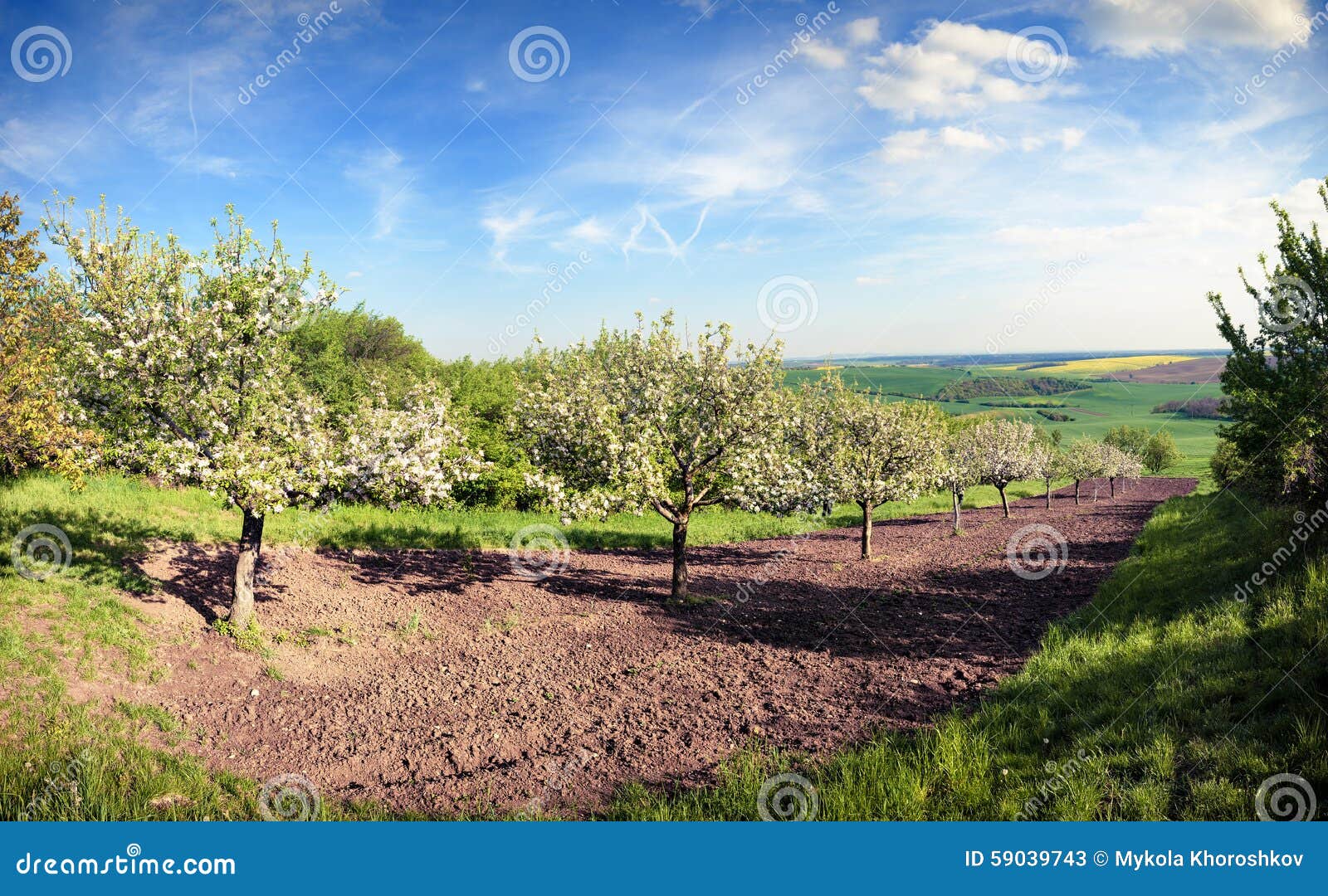 Fruit trees stock image. Image of leaf, farm, grass, berry - 59039743