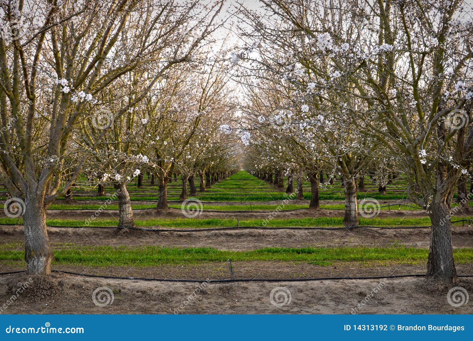 Fruit Trees in Spring Orchard Stock Photo - Image of glade, environment ...