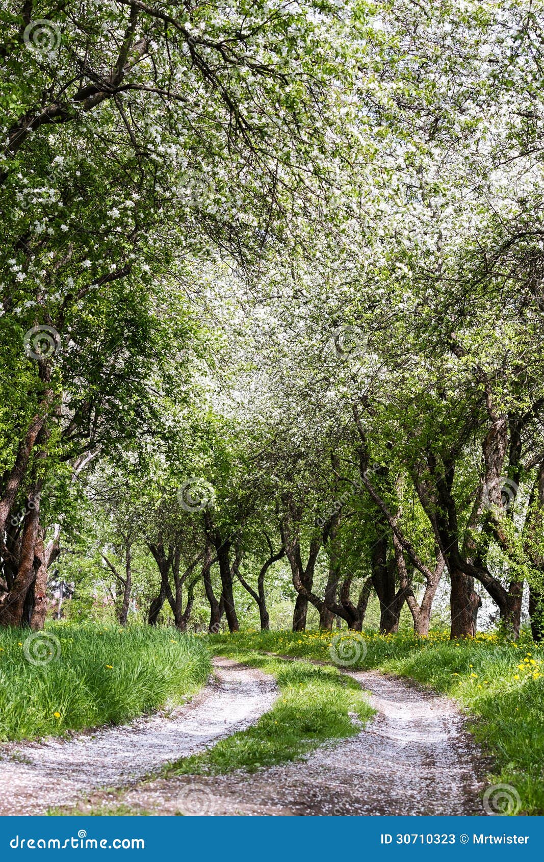 Fruit Trees in a Spring Orchard Stock Image - Image of flower, grass ...