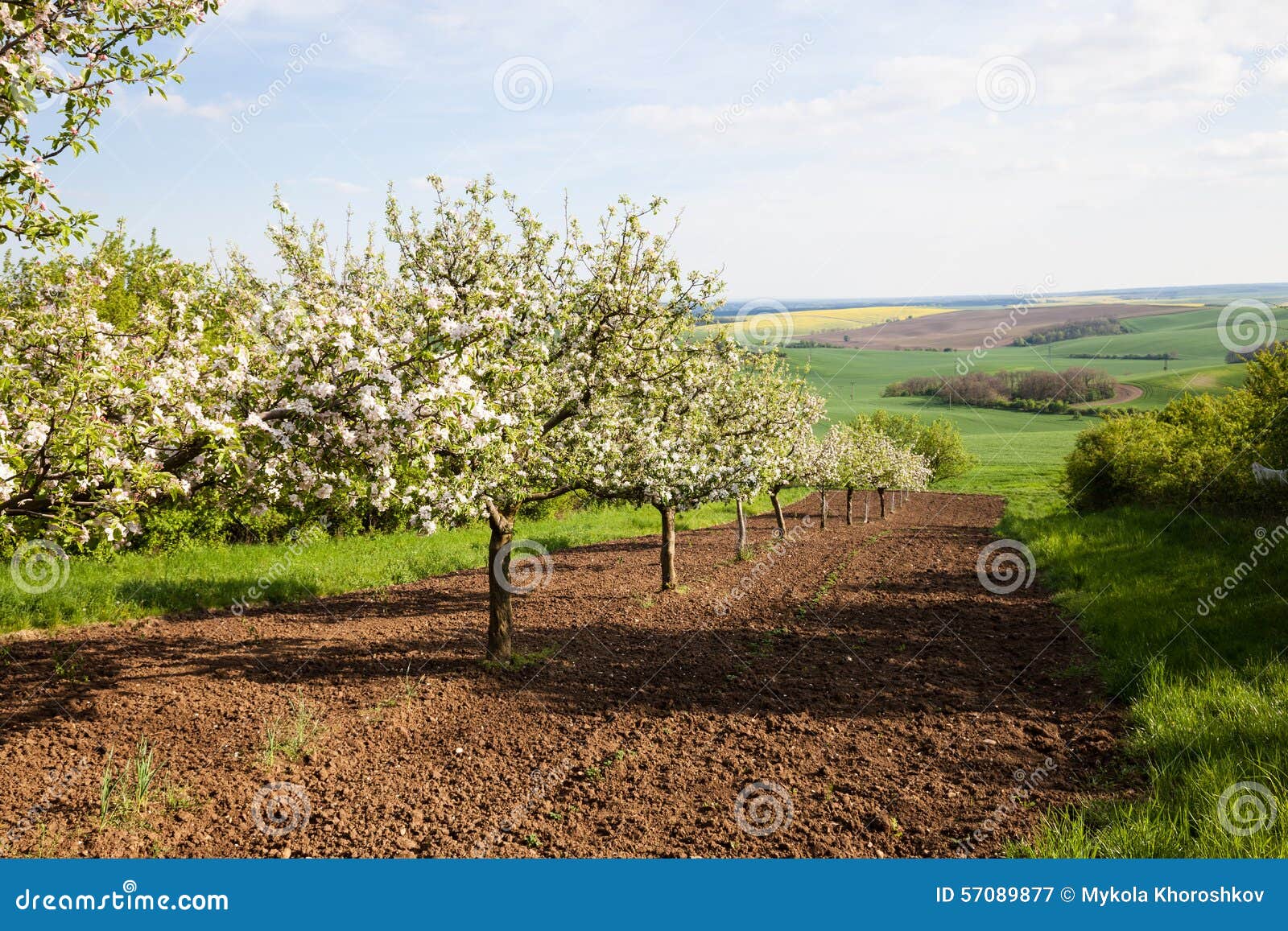 Fruit trees stock image. Image of harvest, grove, orchard - 57089877