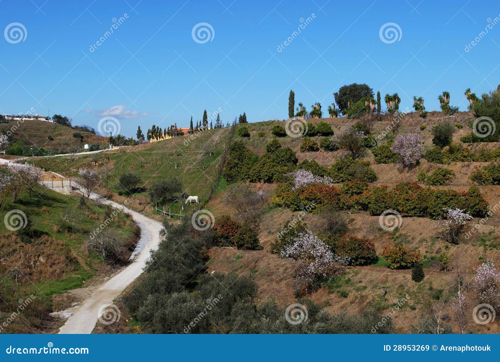 Fruit Trees in Springtime, Andalusia, Spain. Stock Image - Image of ...