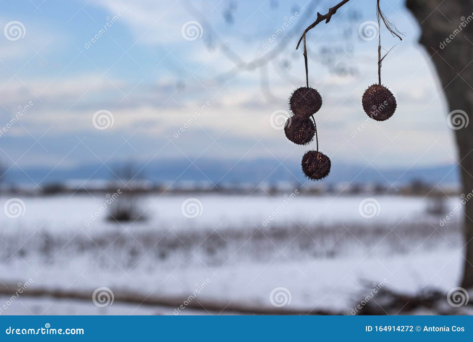 Fruit Trees in Winter, in the Snow. Stock Photo - Image of december ...