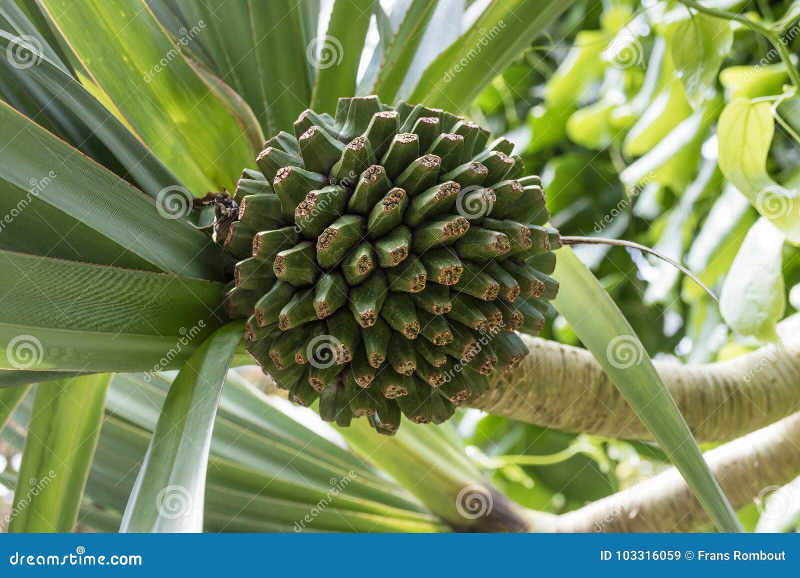 The Common Screwpine (Pandanus Utilis) It Is Native To Mauritius ...