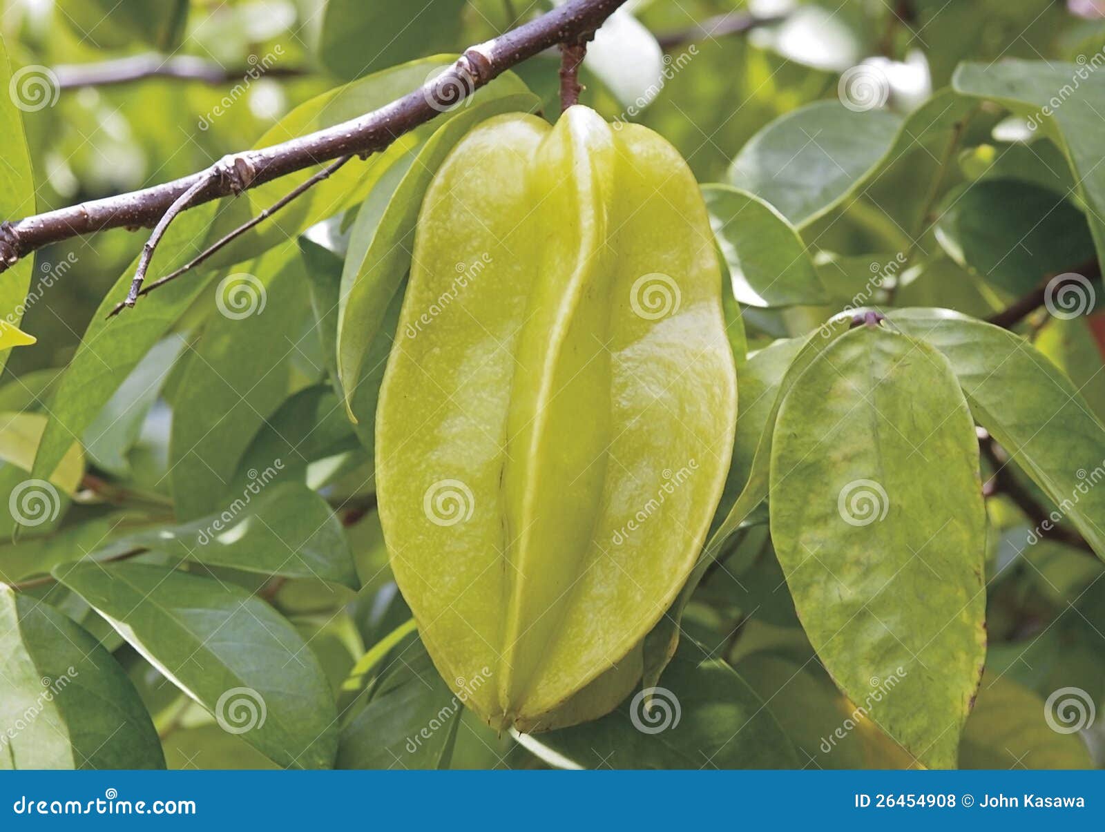 Fruit Tropical D'assaisonnement De La Thaïlande De Caïmite Photo stock ...