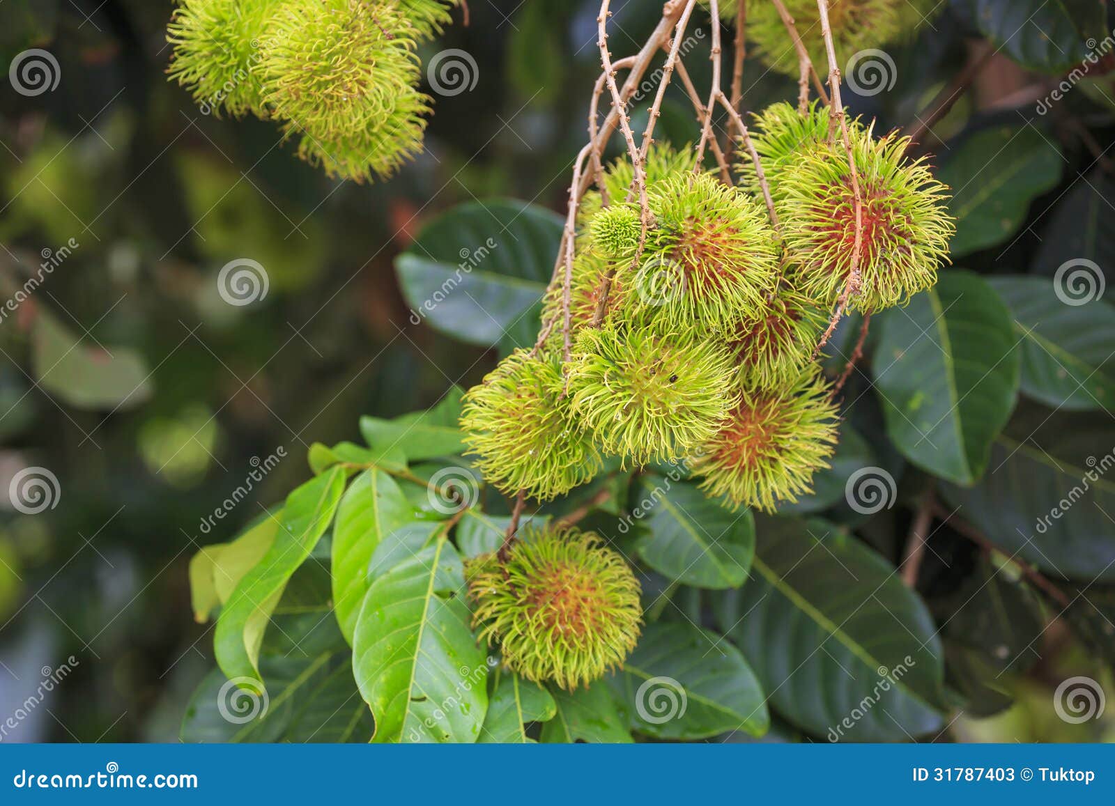 Fruit Tropical, Fruits De Ramboutan Image stock - Image du ingrédient ...