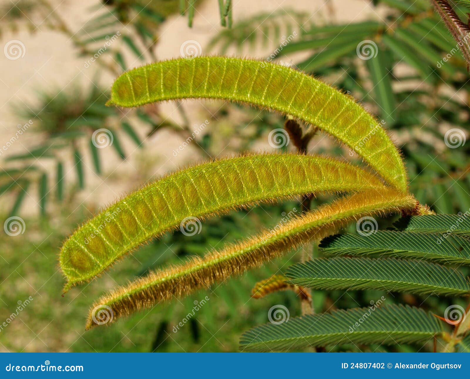 Fruit of a Tropical Tree, Pod Stock Photo - Image of nature, trang ...