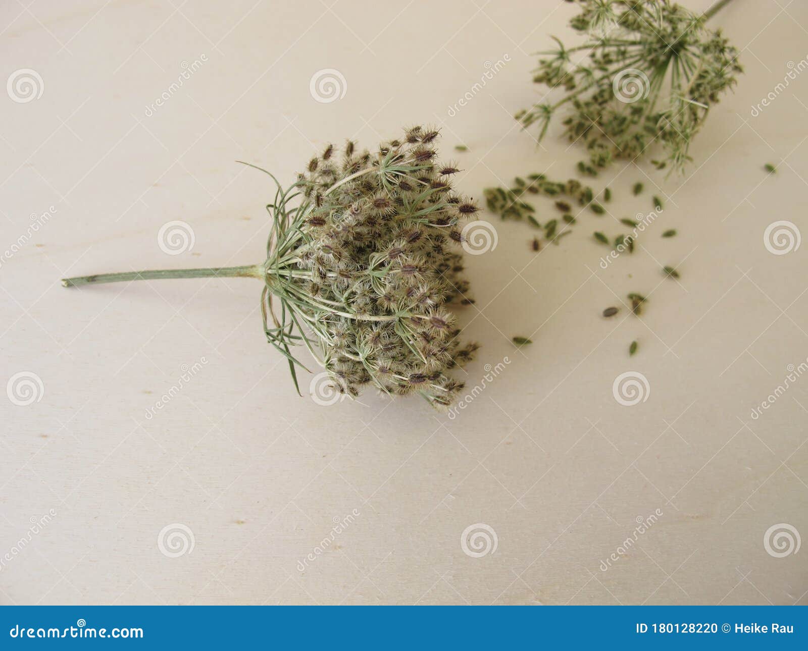 Fruit Umbel and Seeds from the Wild Carrot Stock Photo - Image of ...