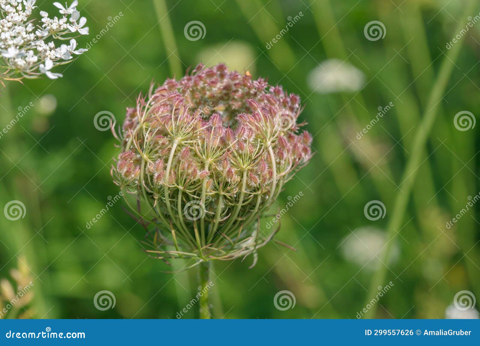 Fruit Umbel of Wild Carrot (Daucus Carota). Stock Photo - Image of ...