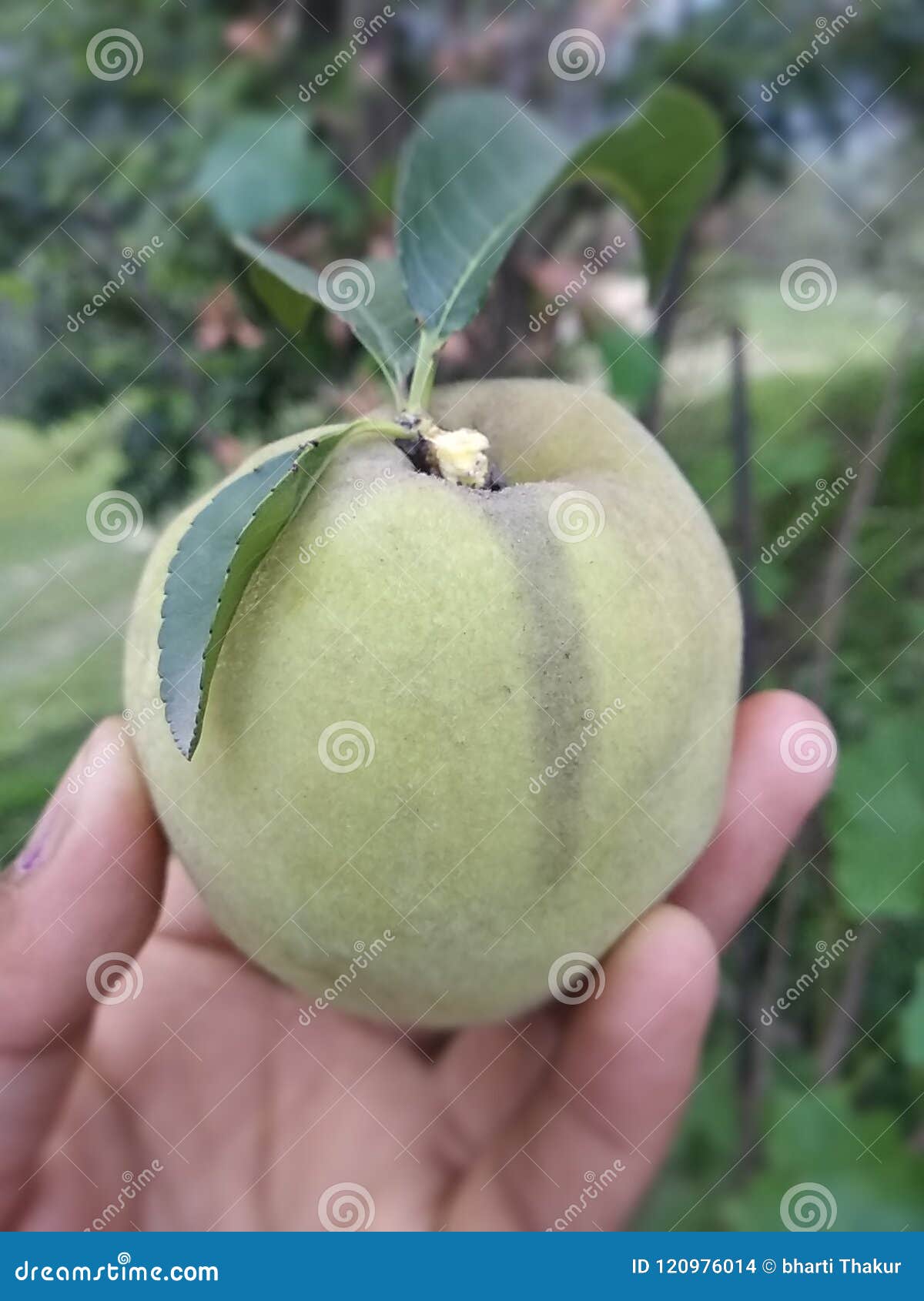 Fruit stock photo. Image of unripe, fruit, good, tastes - 120976014