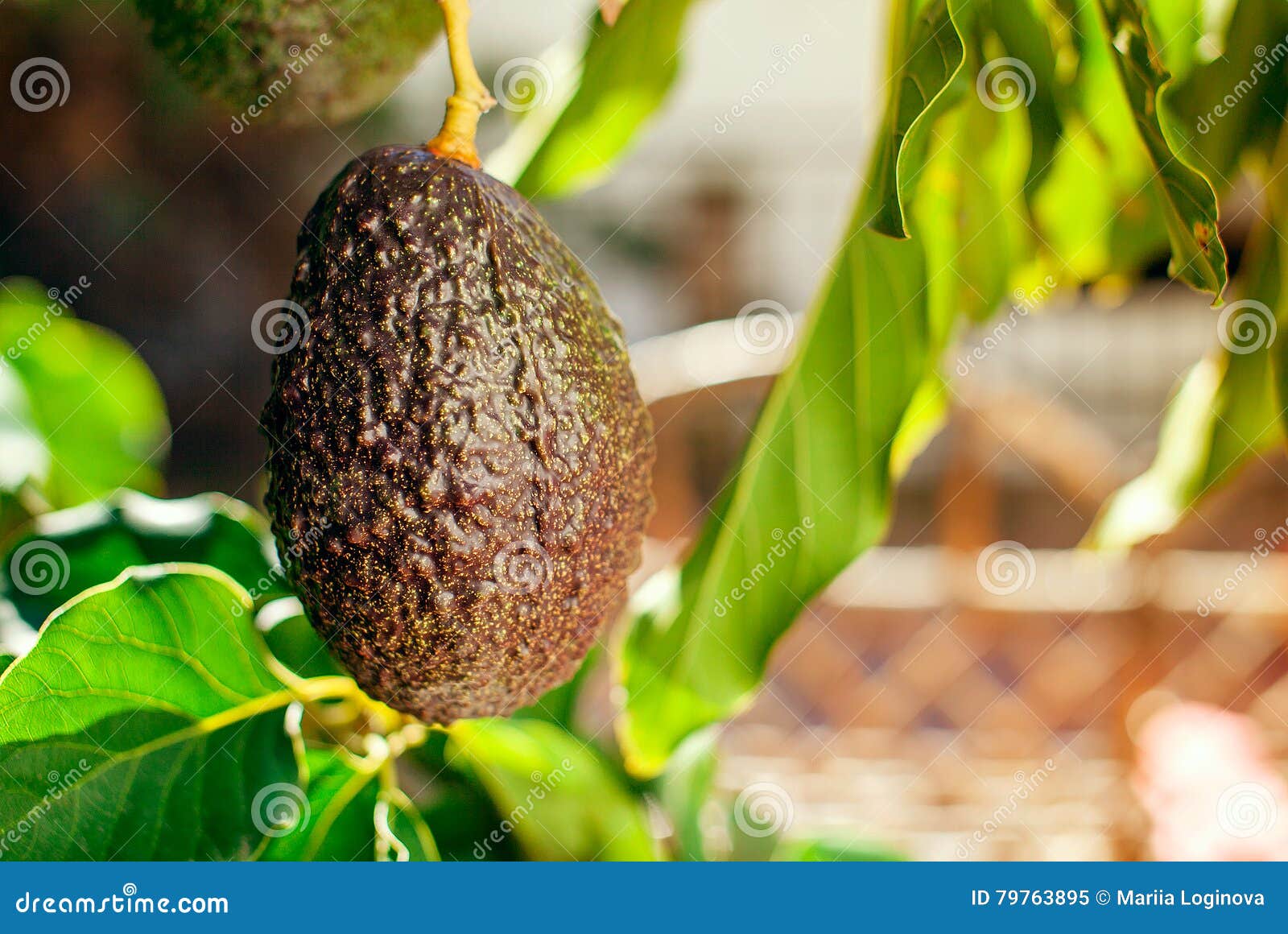Fruit Van Avocado Op De Boom Stock Afbeelding - Image of groen, buiten ...