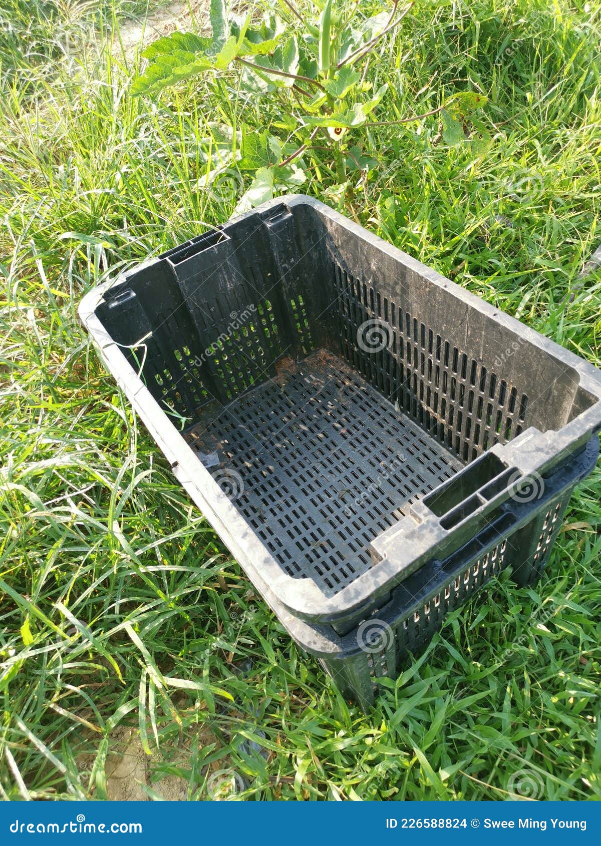 Fruit and Vegetable HDPE Plastic Crate at the Farm Stock Photo - Image ...
