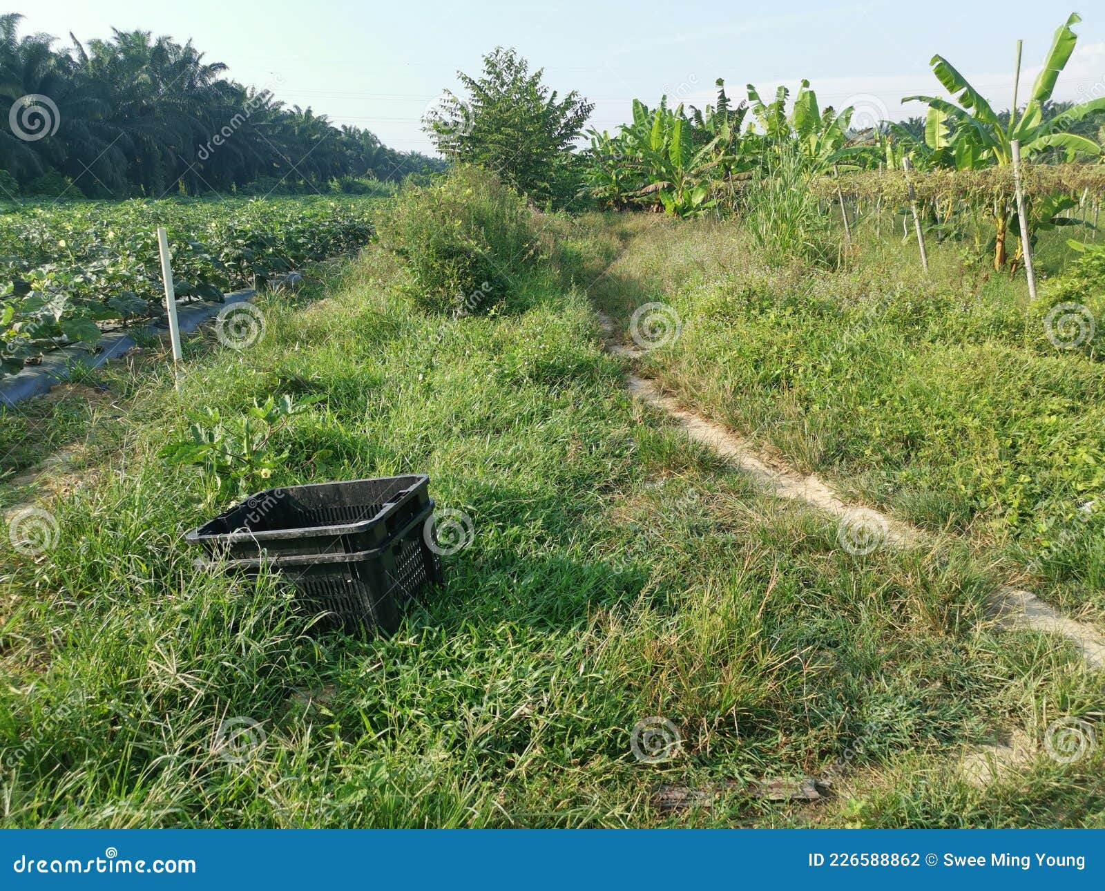 Fruit and Vegetable HDPE Plastic Crate at the Farm Stock Photo - Image ...