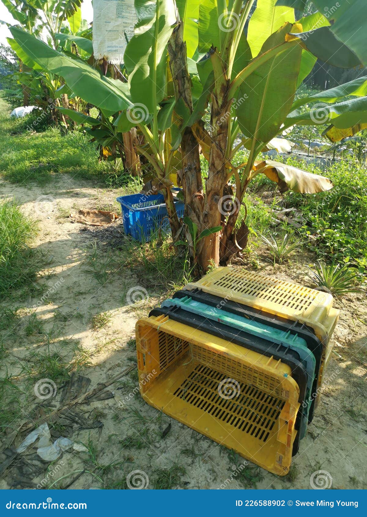 Fruit and Vegetable HDPE Plastic Crate at the Farm Stock Photo - Image ...