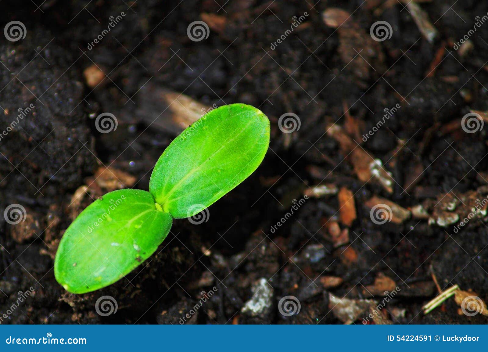 Fruit Vegetable Seedling Two Leaves Stock Image - Image of farms ...
