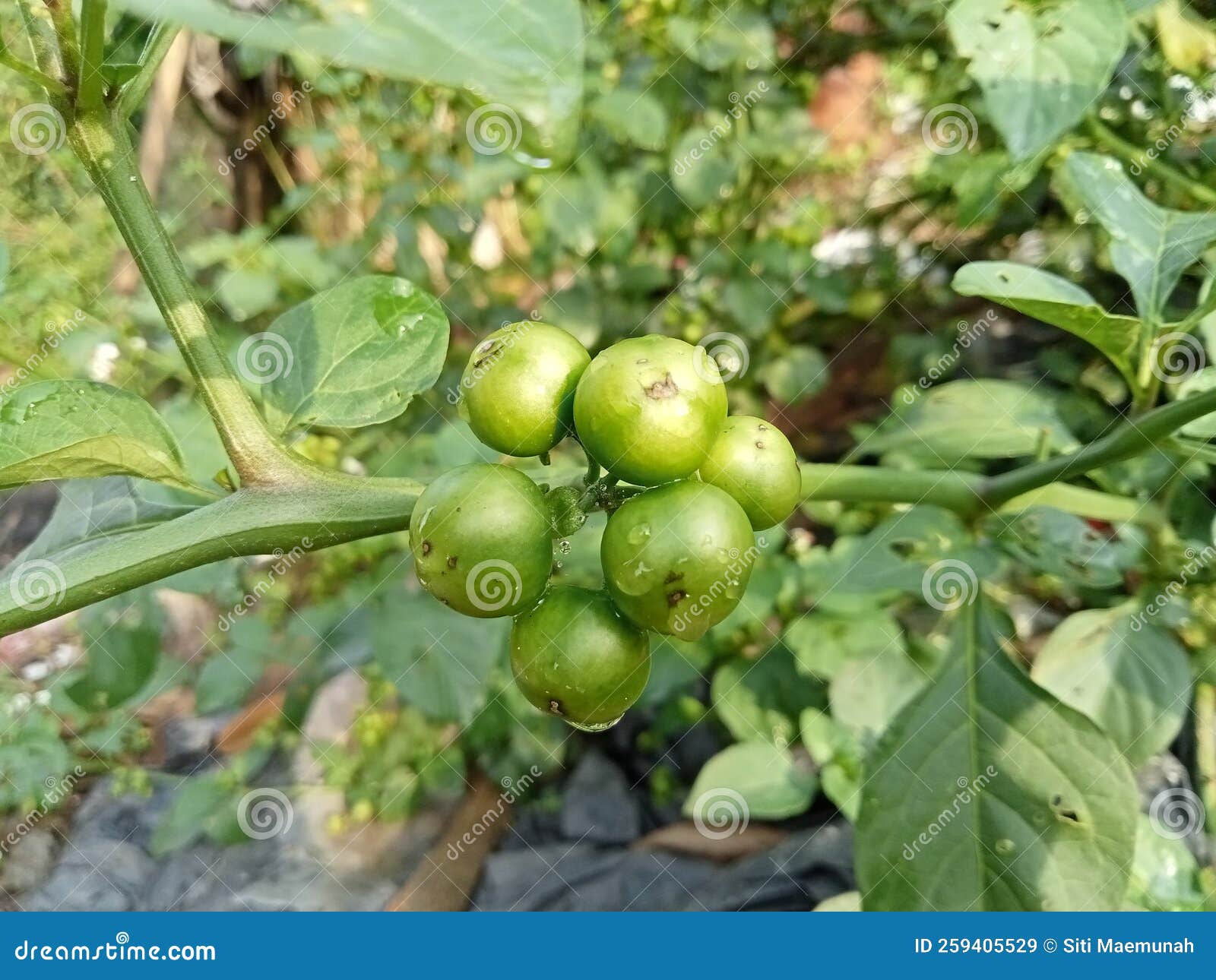 Fruit from Vegetables Ranti, Black Eggplant or Lenca Stock Image ...
