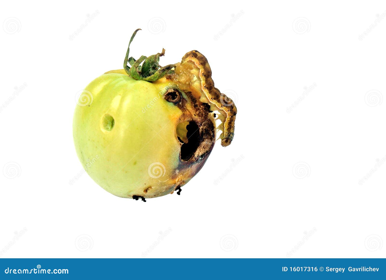 Fruit Vermin-creeping Caterpillar Stock Photo - Image of white ...