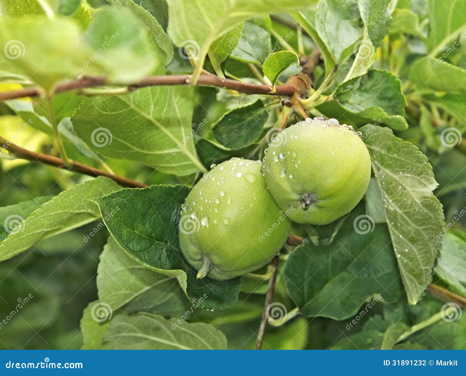 Fruit Vert De Deux Petit Pommes Photo stock - Image du arrêter ...