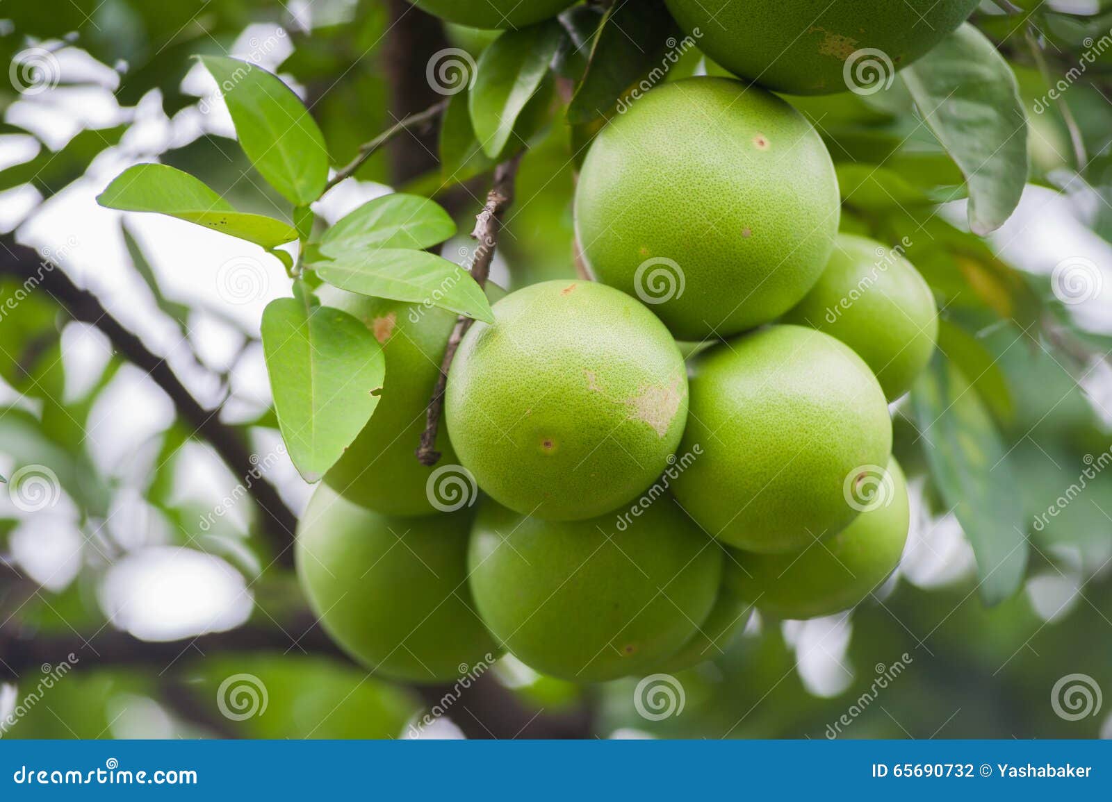 Fruit Vert De Pamplemousse Sur Un Arbre Photo stock - Image du santé ...