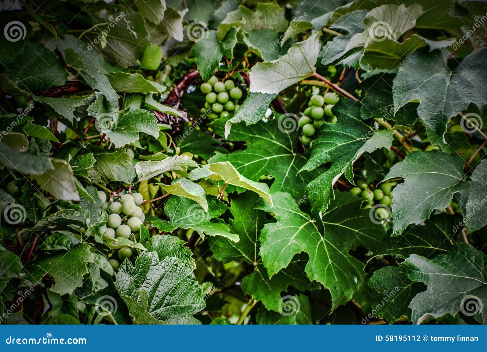 Fruit Of The Vine Stock Photo | CartoonDealer.com #44135340