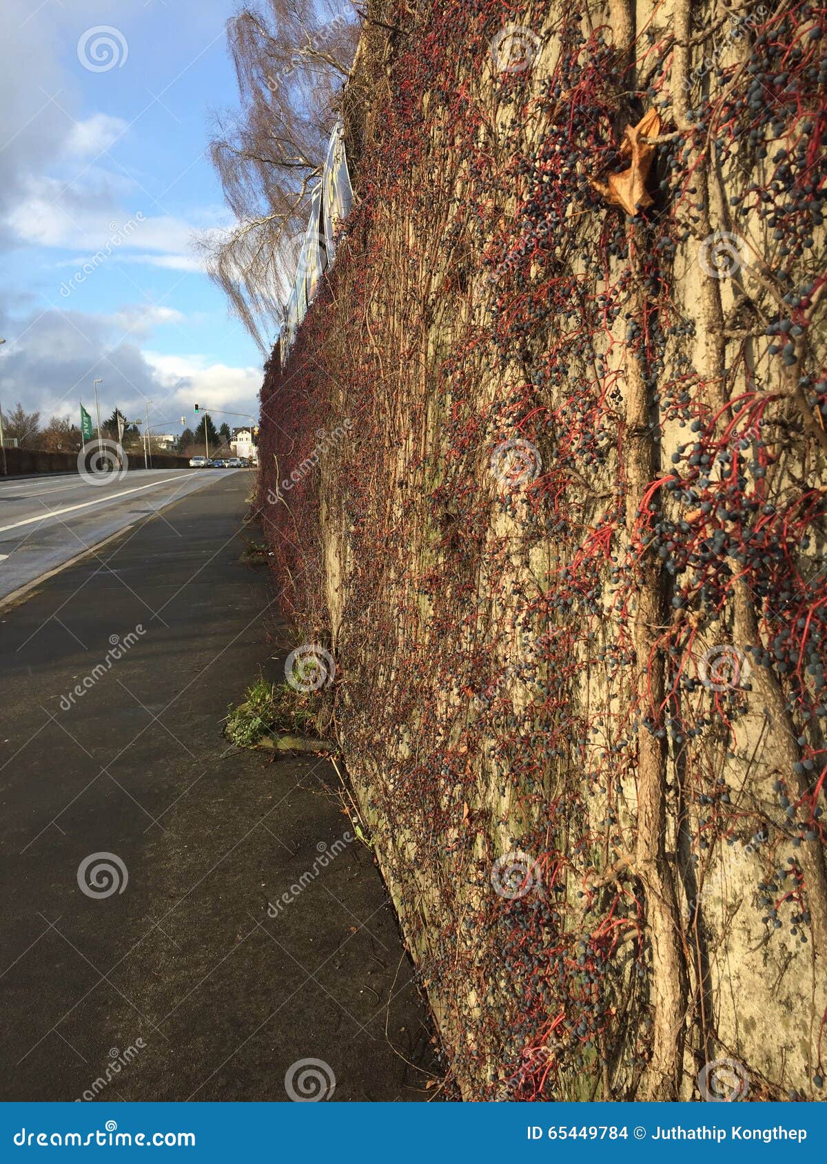 Fruit wall editorial stock image. Image of tree, castel - 65449784