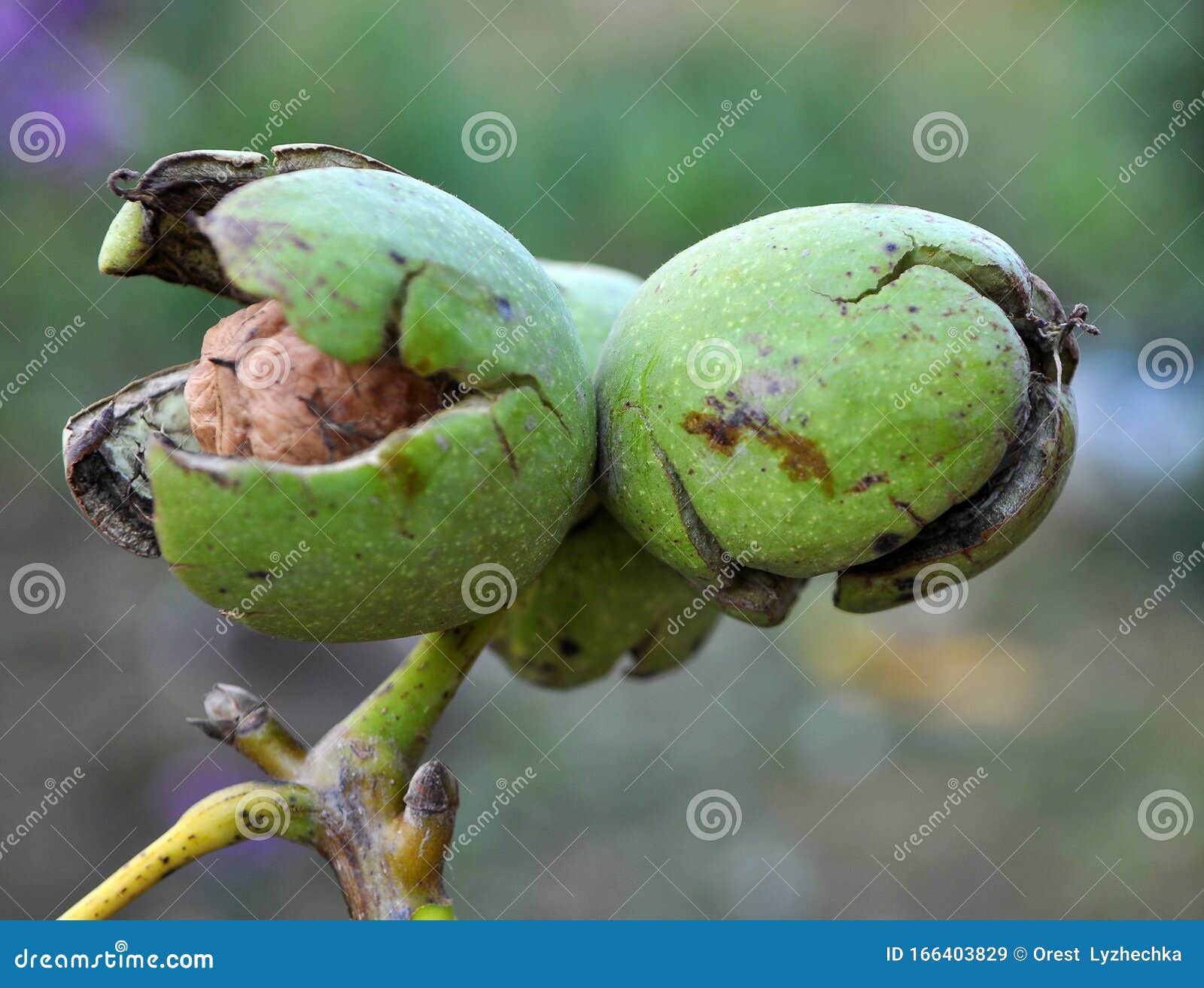 Walnut Fruits Ripen on the Branch of the Tree Stock Image - Image of ...
