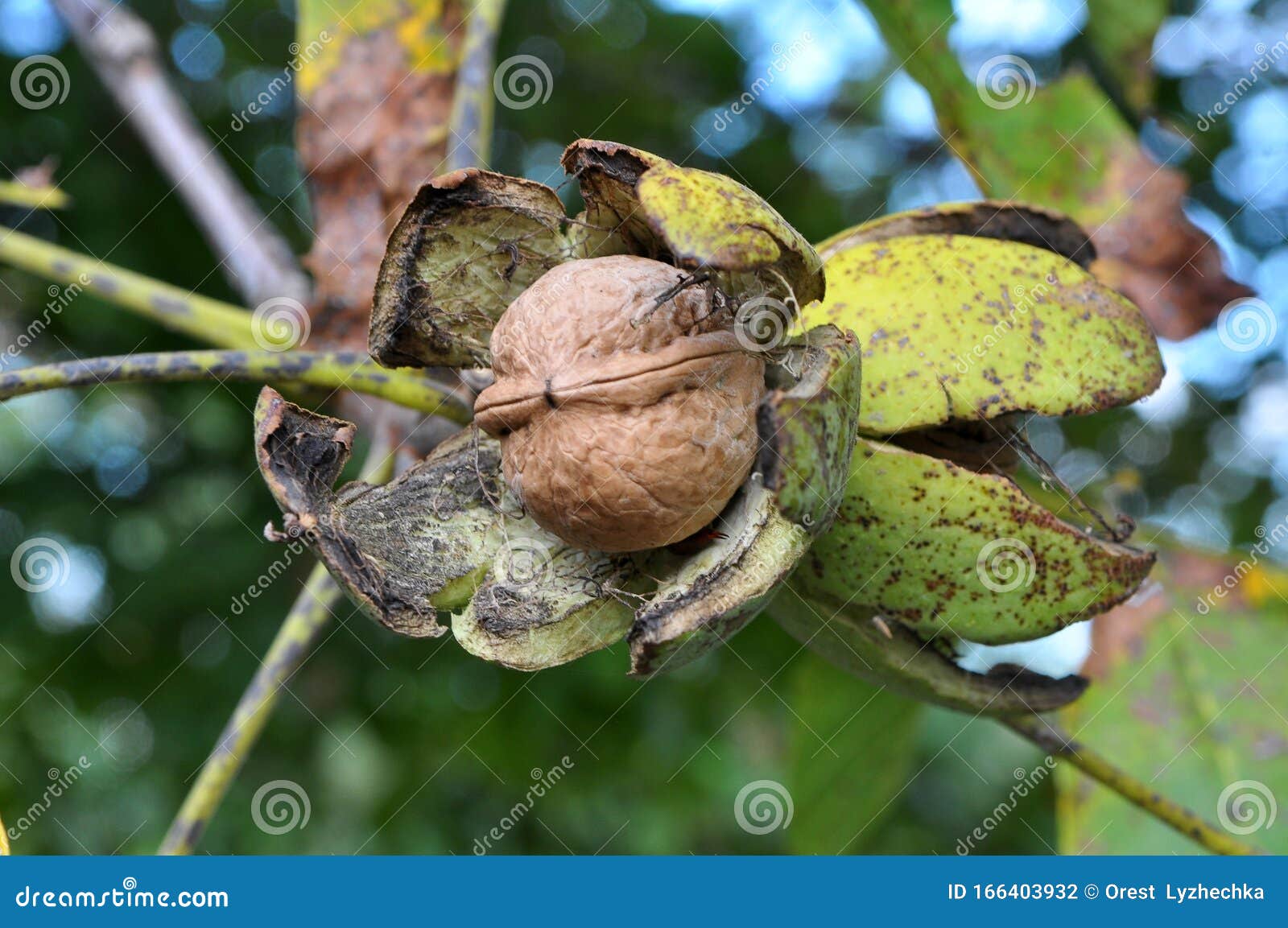 Walnut Fruits Ripen on the Branch of the Tree Stock Photo - Image of ...