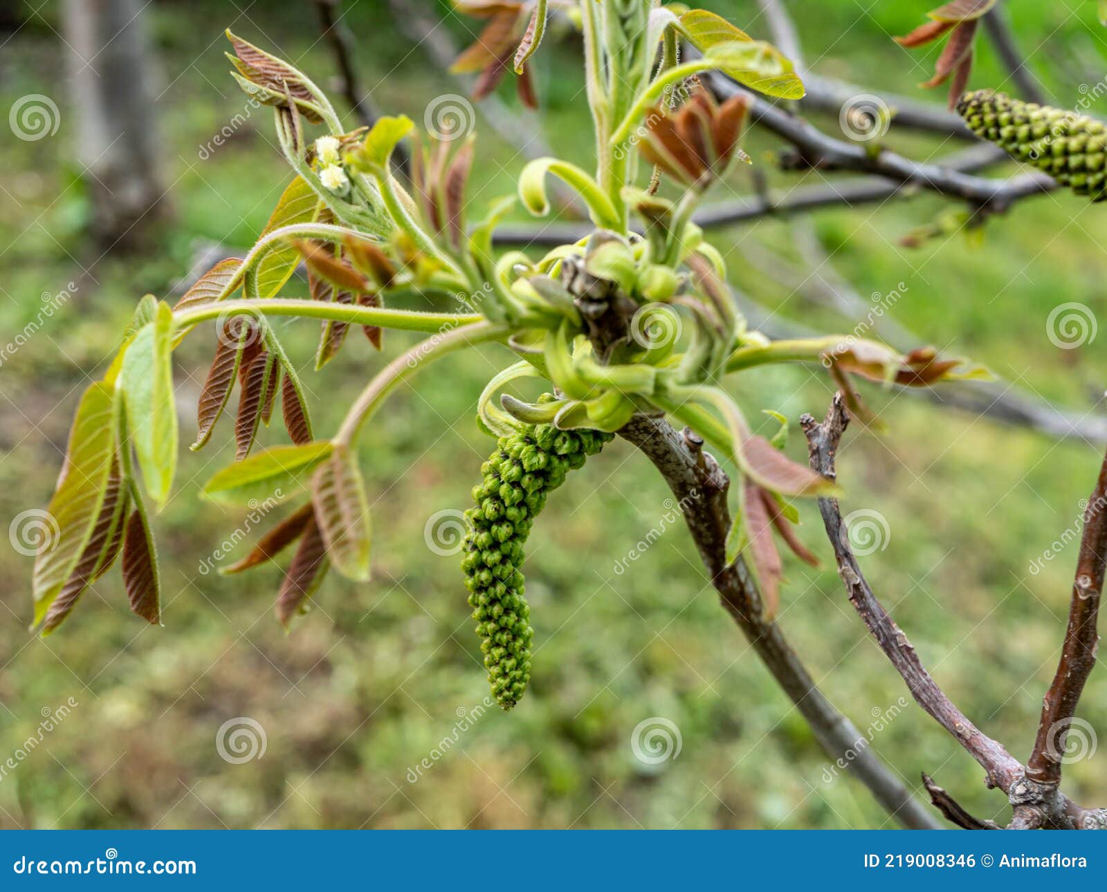Fruit of a Walnut Tree in Spring Stock Photo - Image of botanical ...