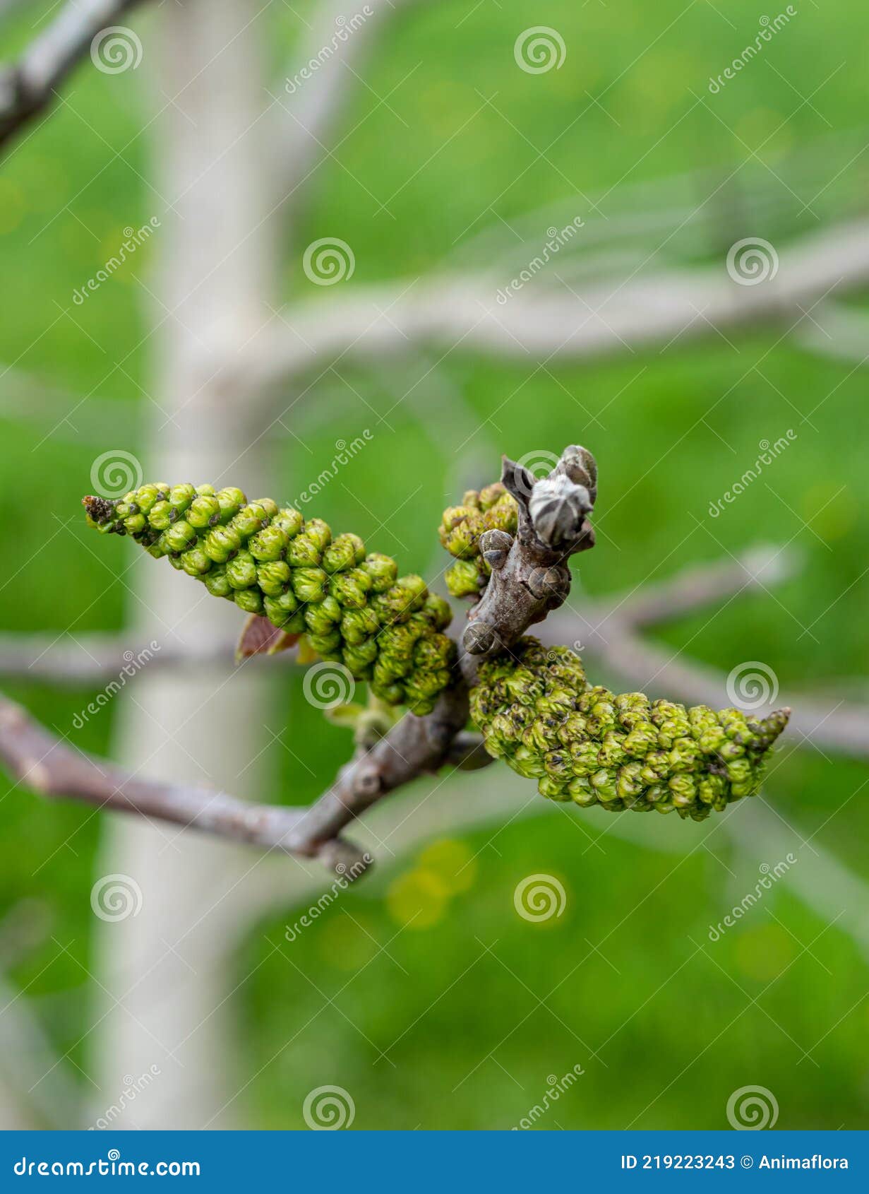 Fruit of a Walnut Tree in Spring Stock Image - Image of leaf, botany ...