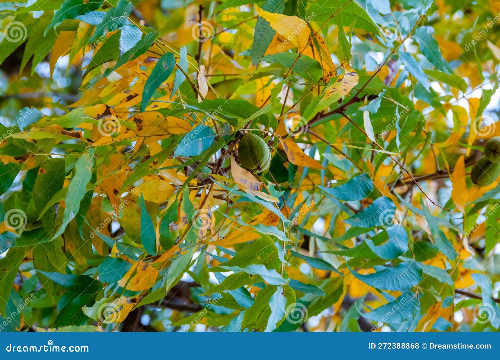 Fruit Of The Walnut, With A Walnut Inside, Still Green In A Walnut Tree ...