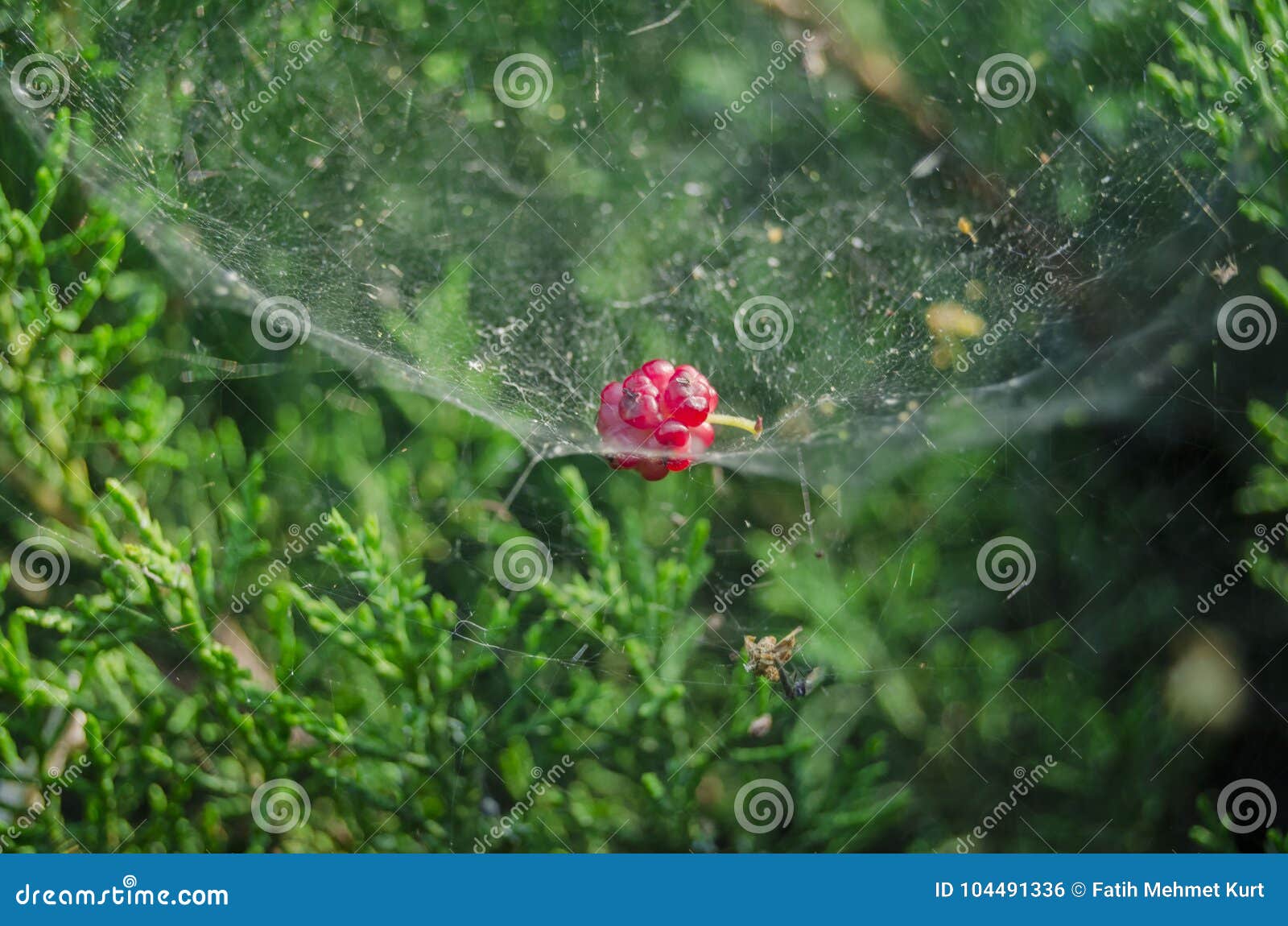 Fruit on Web at Ankara Forests Stock Photo - Image of white, ankara ...
