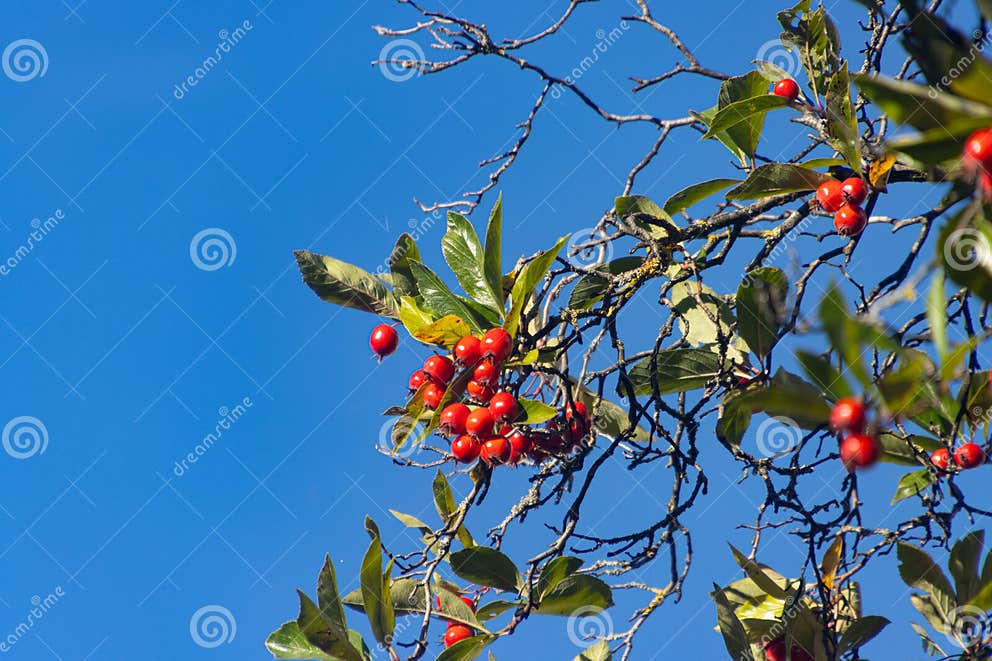 Fruit of a Whitebeam Tree, Also Called Sorbus Aria or Mehlbeere Stock ...