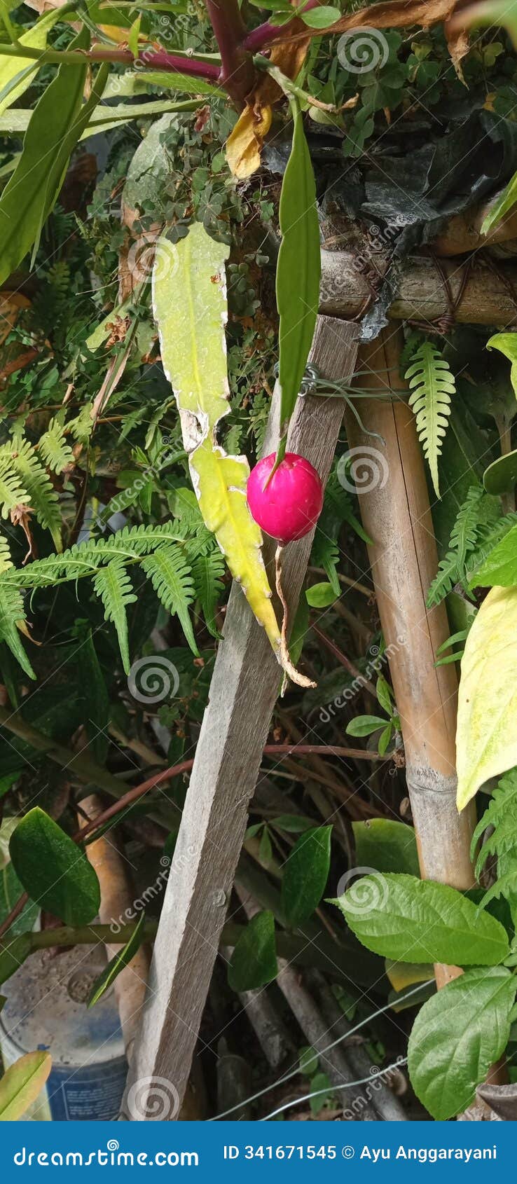 The Fruit of the Wijaya Kusuma Tree Stock Image - Image of fruit ...