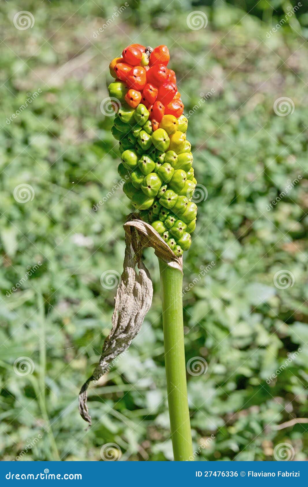 Fruit of wild calla stock photo. Image of undergrowth - 27476336