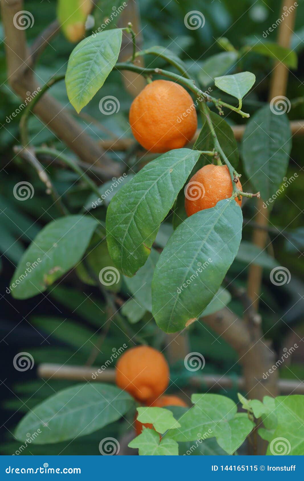 Green mandarin tree stock image. Image of greenhouse - 144165115
